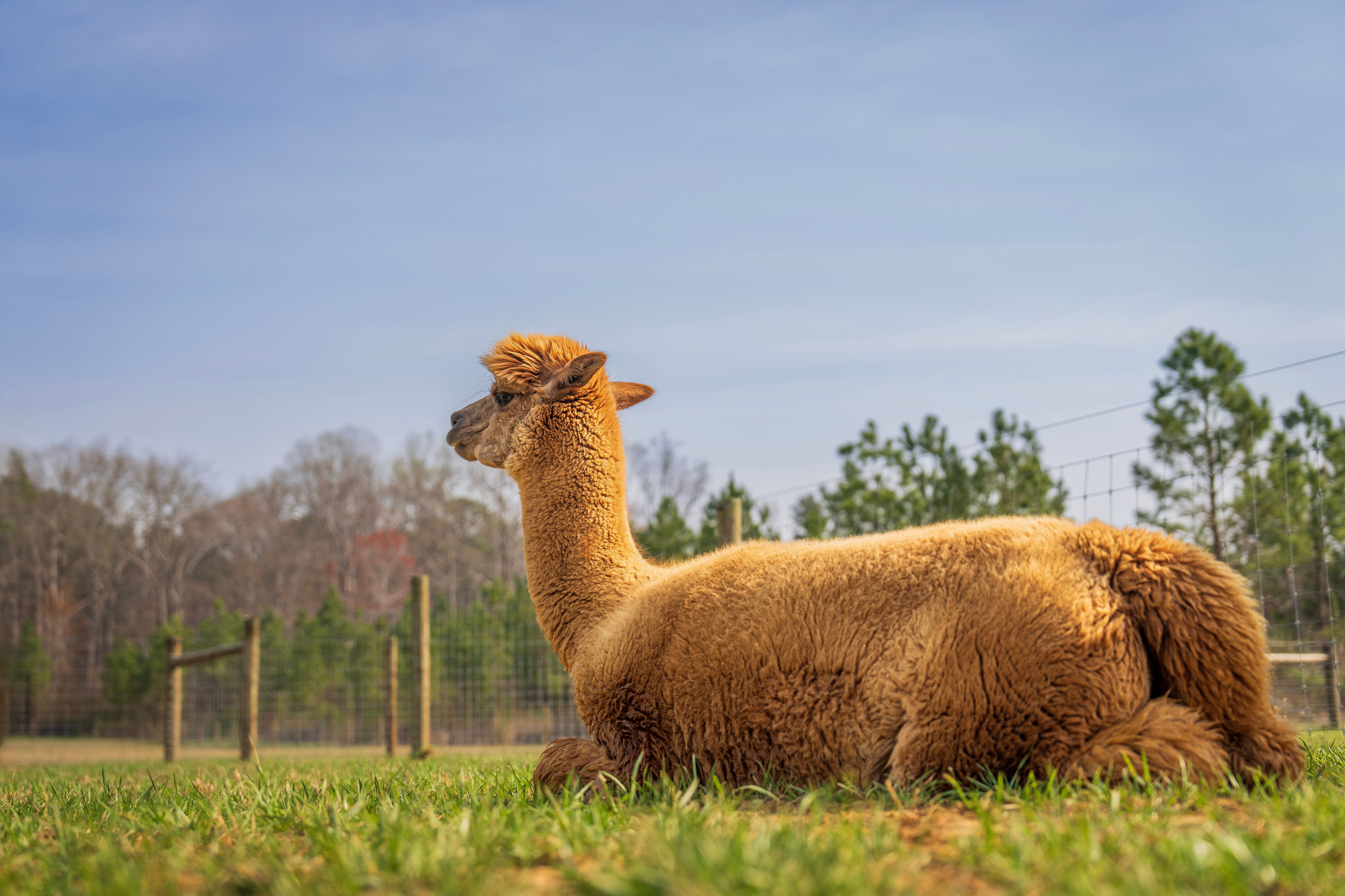 A Brown Alpaca Sitting on a Pasture · Free Stock Photo