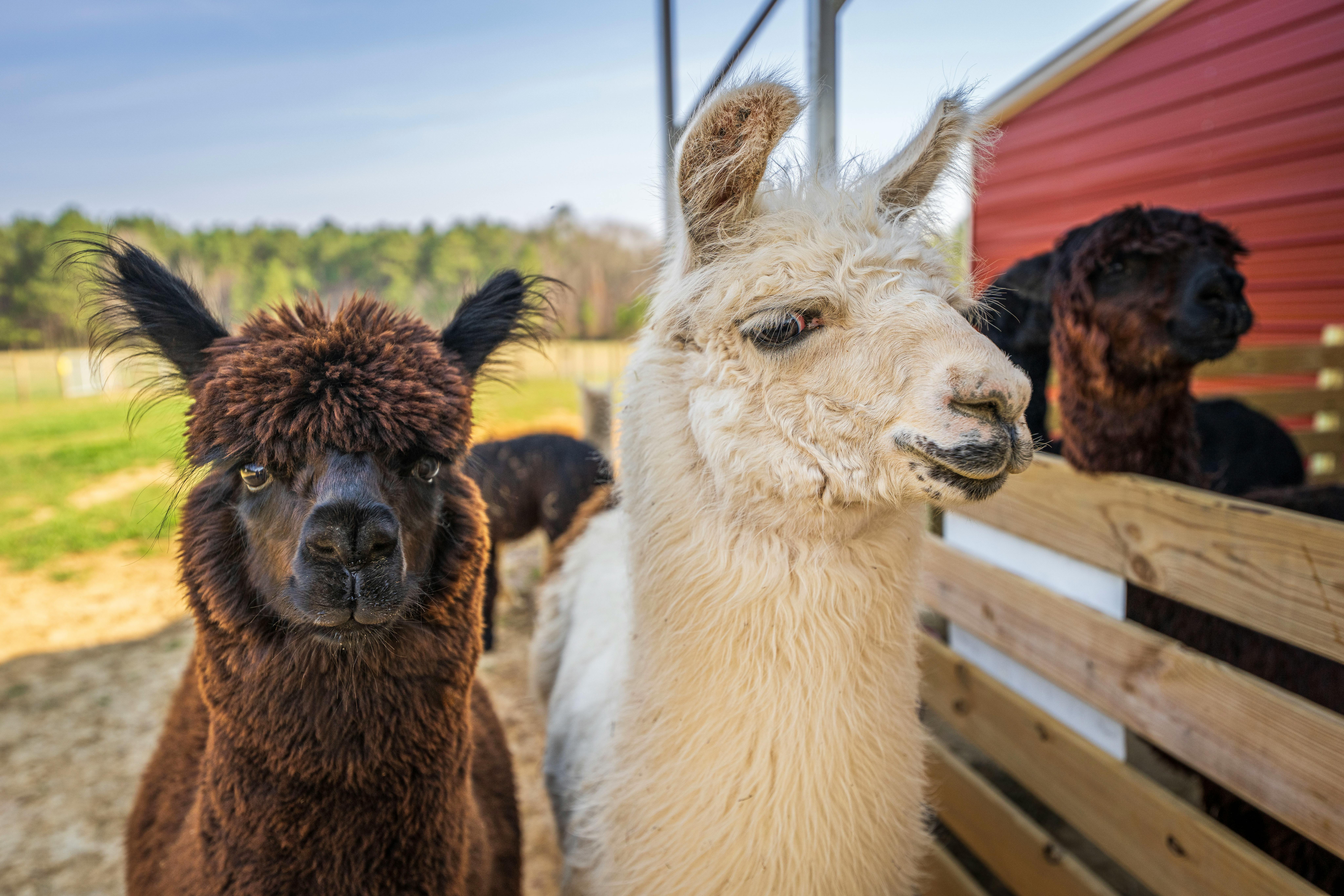 Close-up of Alpacas Standing near a Fence of an Enclosure · Free Stock ...