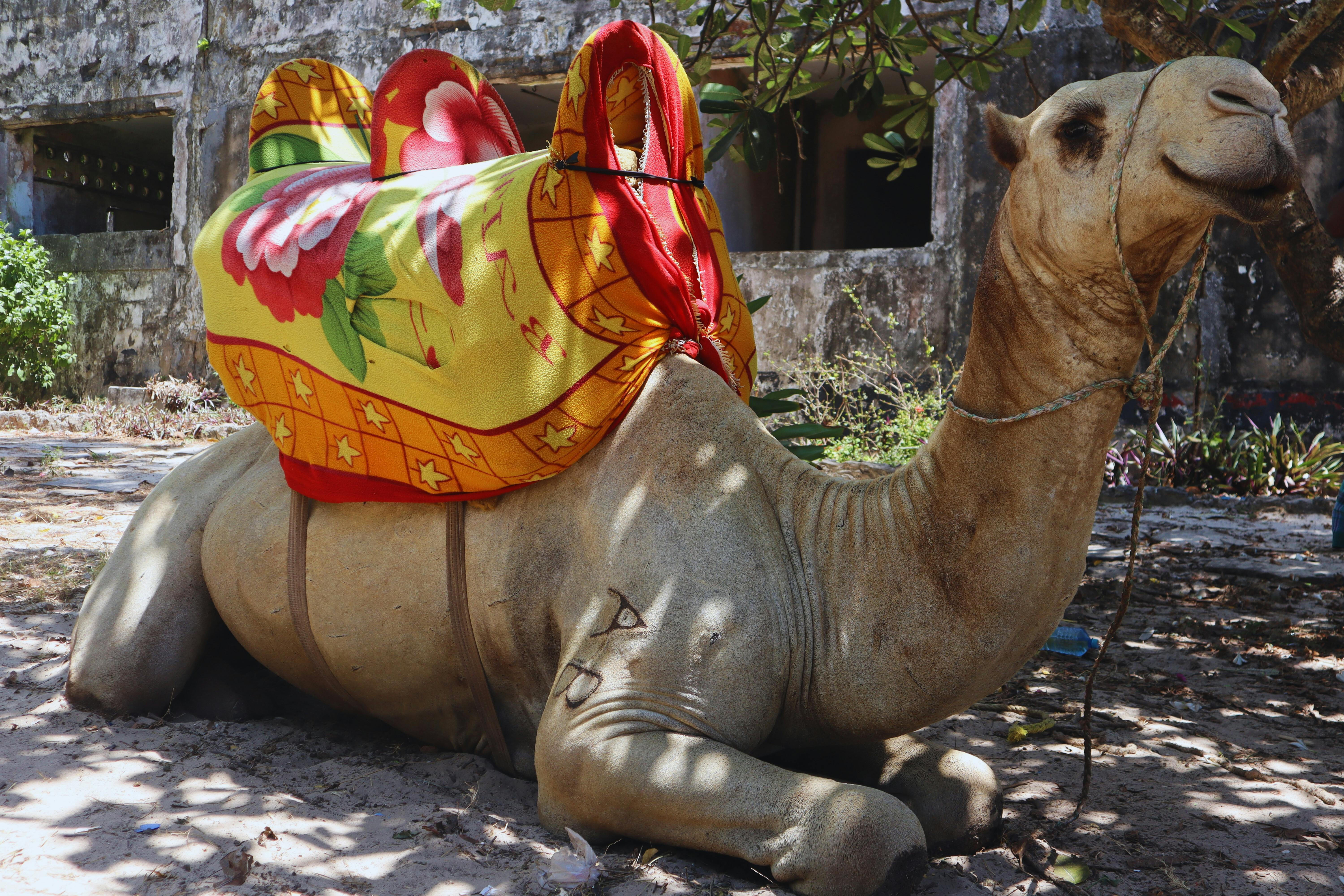 A camel with a large bag on its back · Free Stock Photo