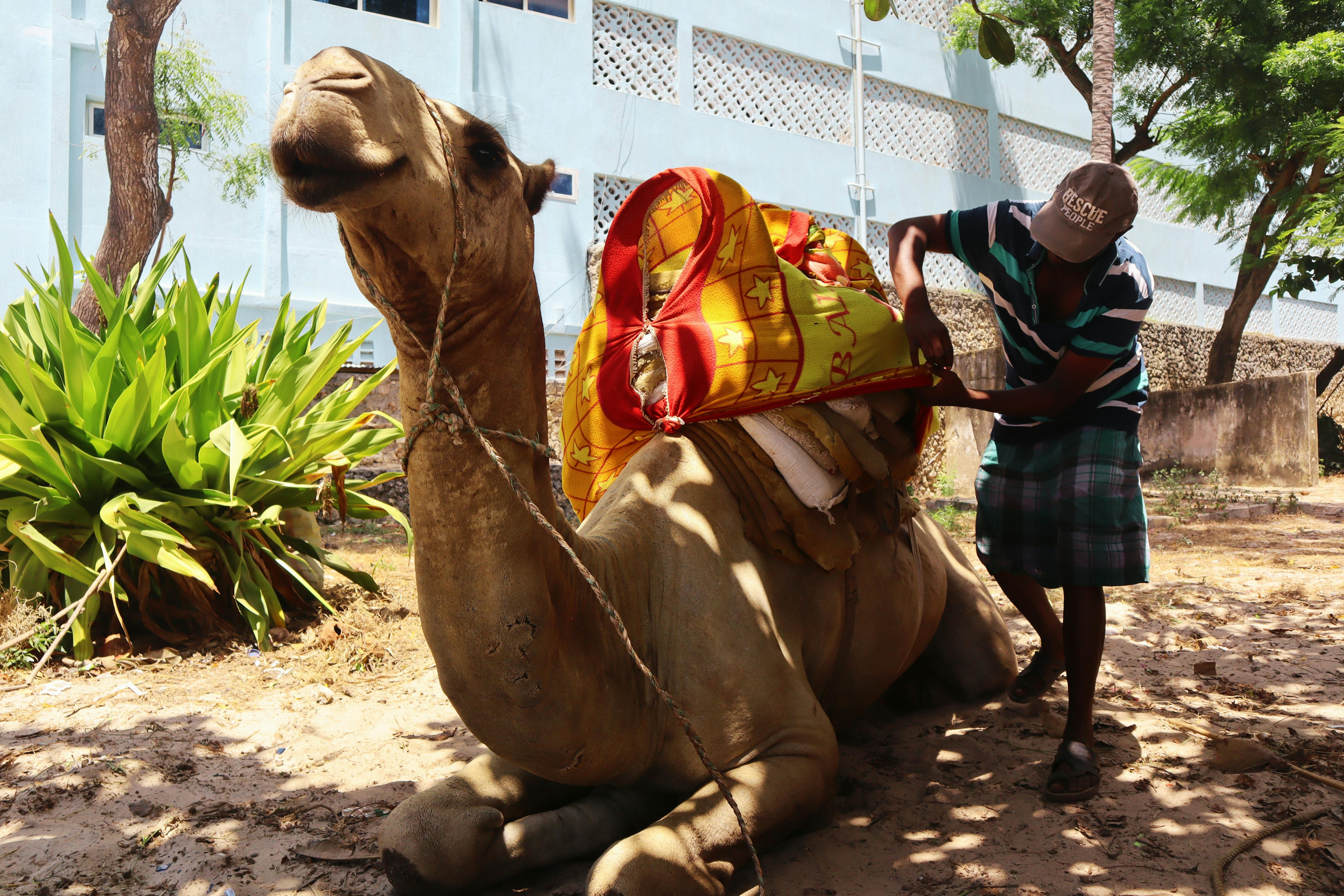 Grayscale Photography of Man Luring Camels · Free Stock Photo