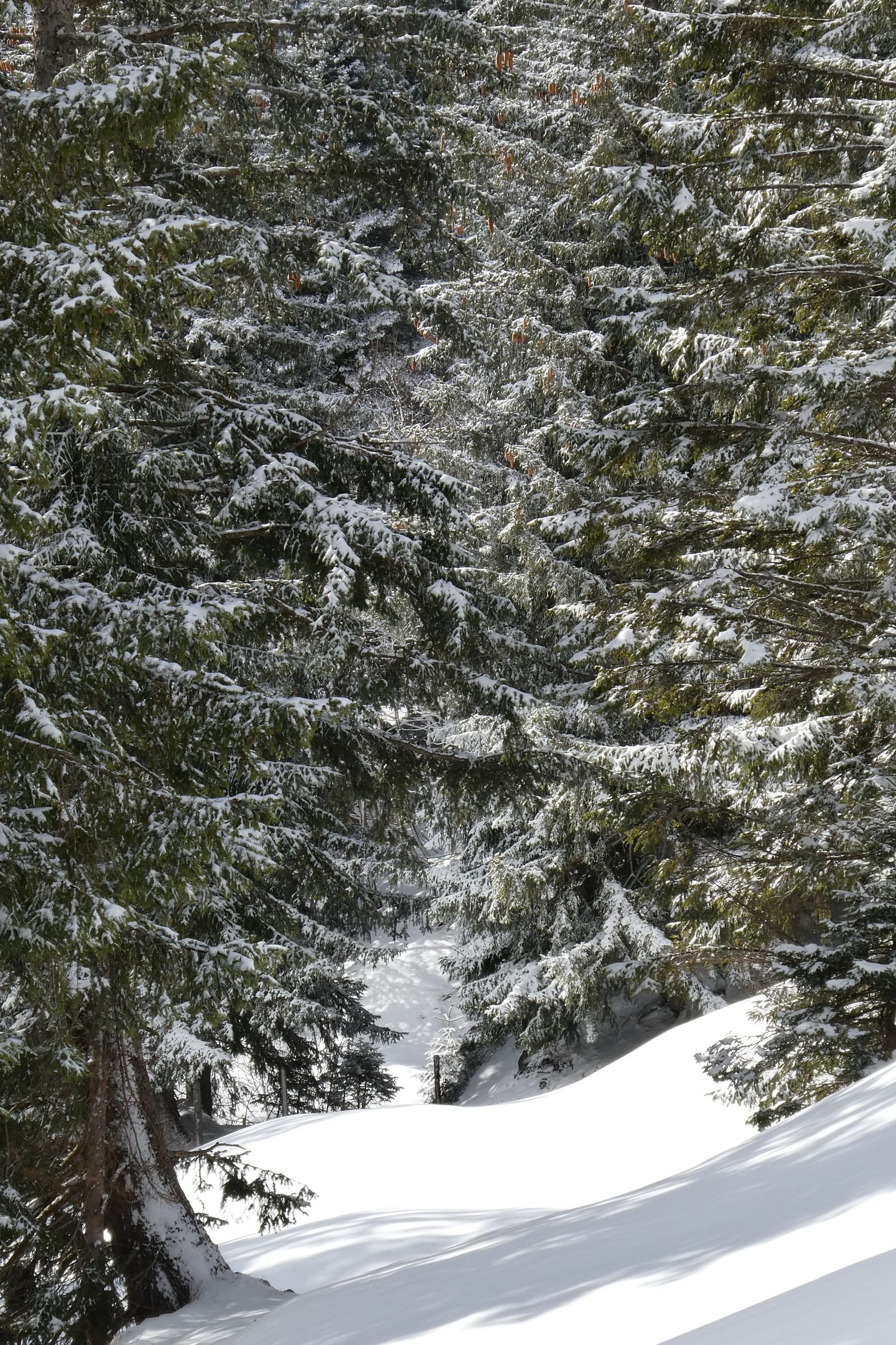 Snow Laden Trees Photos, Download The BEST Free Snow Laden Trees Stock ...