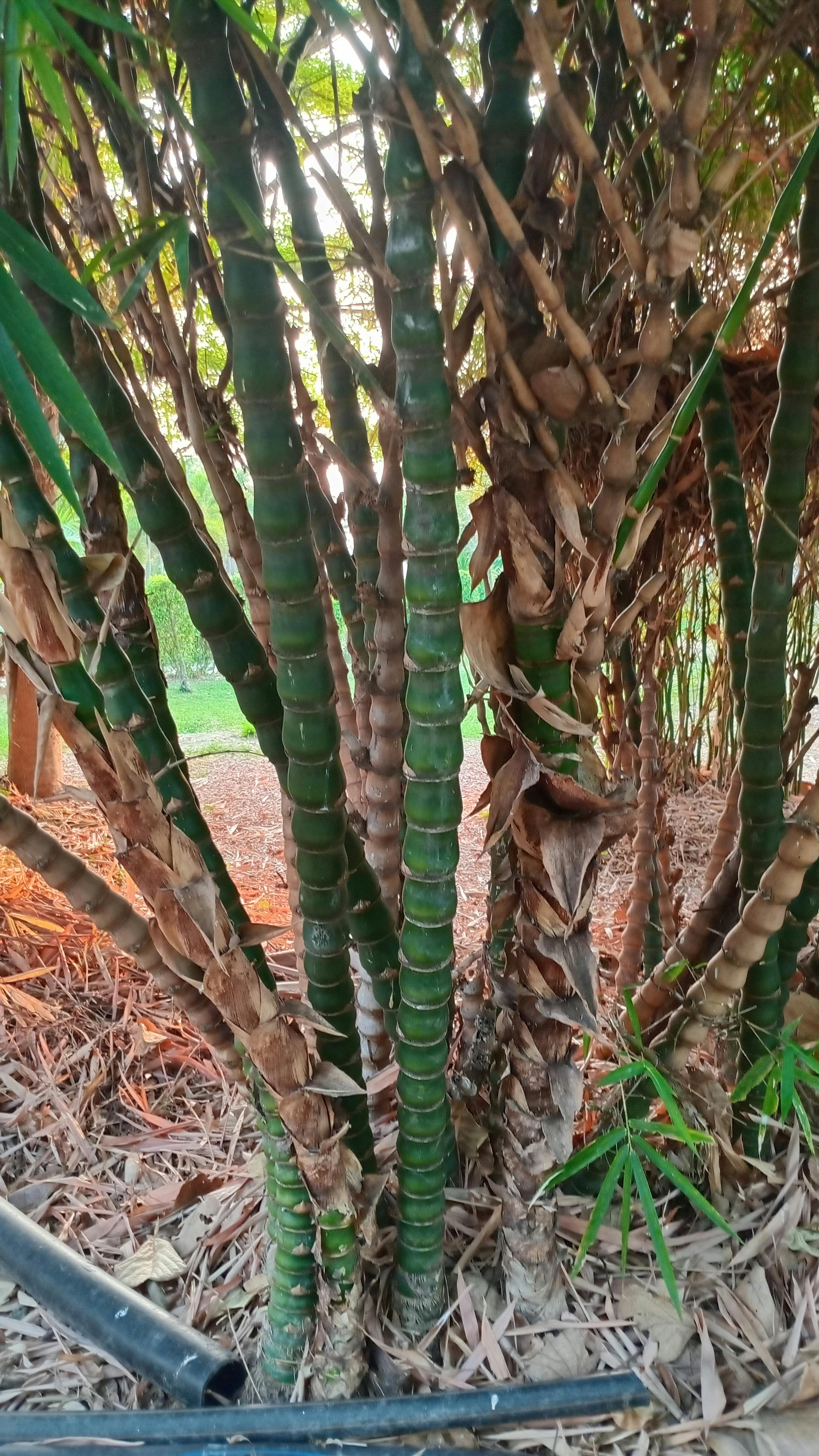 patcharee tangtiang - 攝影