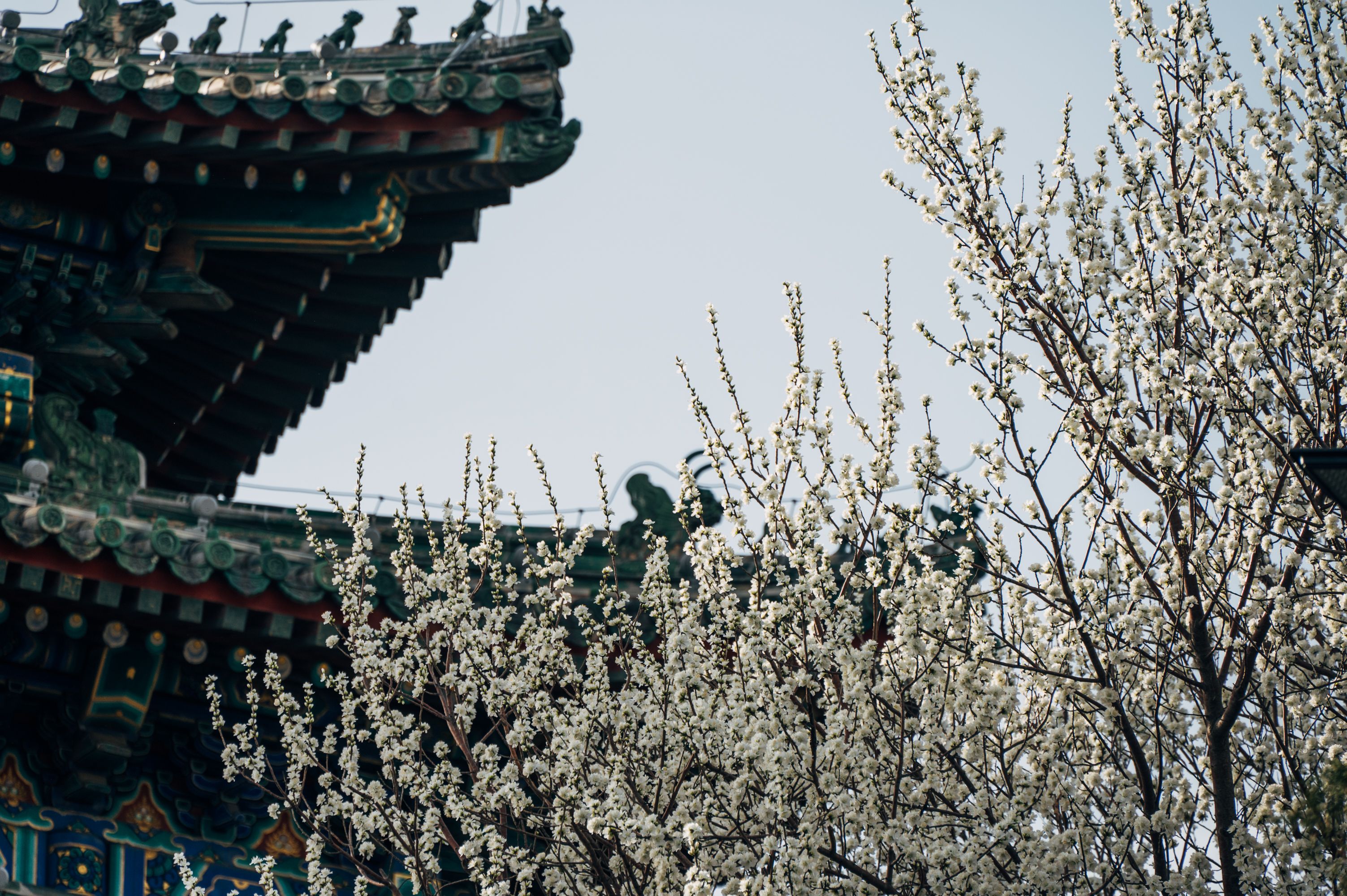 Flowering Tree Branches and a Corner of the Wanchun Pavilion in the ...