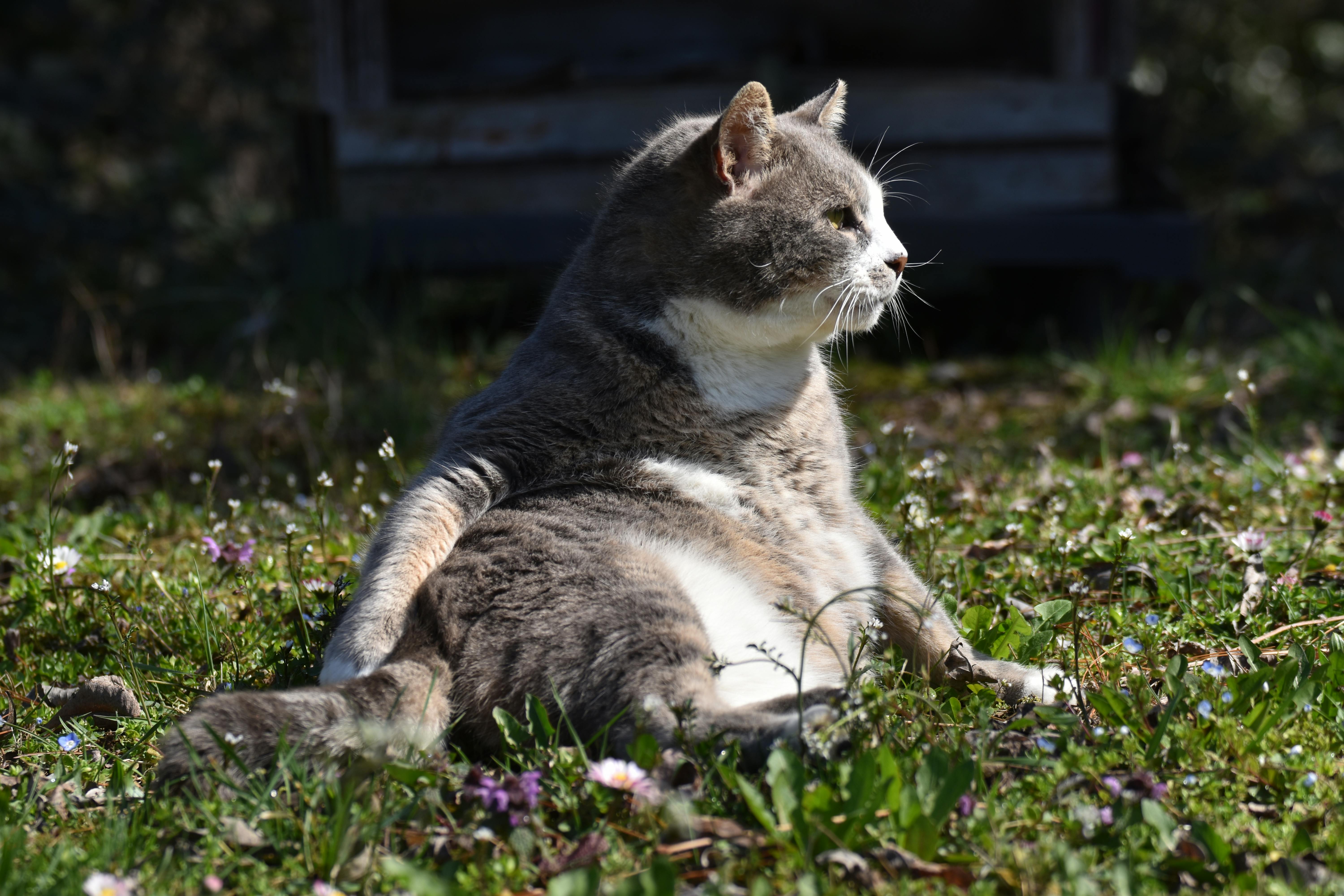 Funny Cat Relaxing on Grass · Free Stock Photo