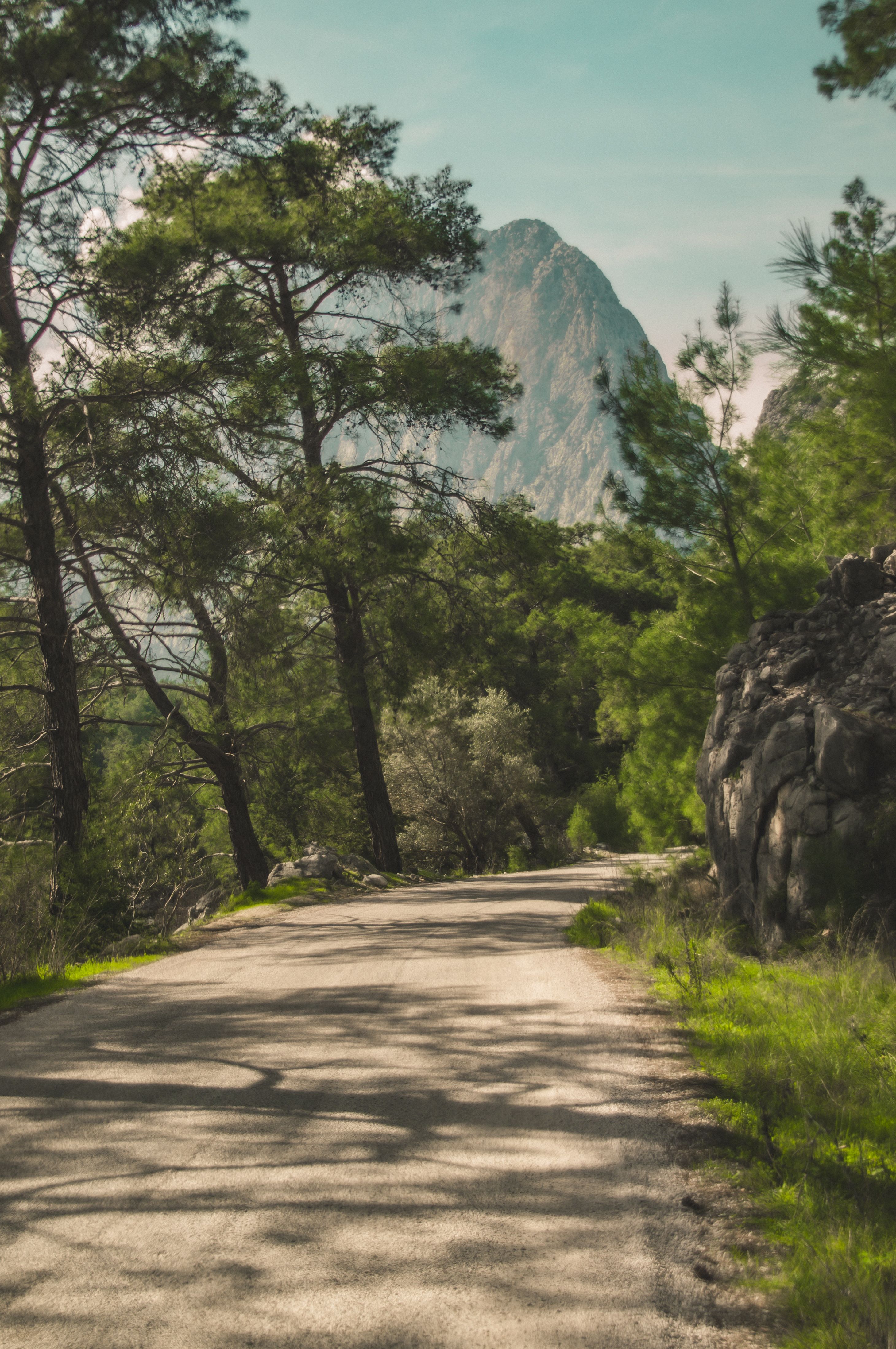 French Road Trees Photos, Download The BEST Free French Road Trees ...