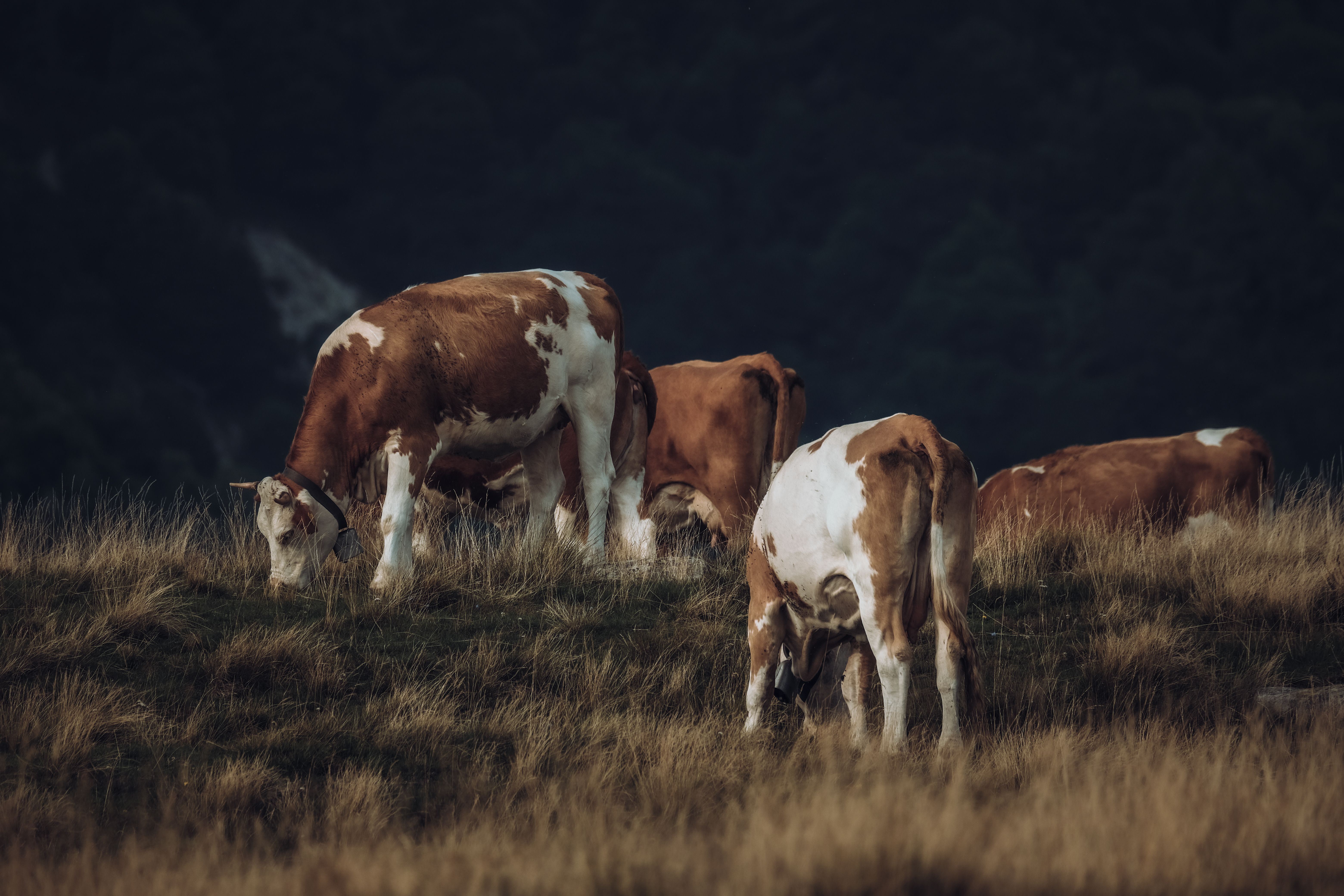 Four Cows in a Field · Free Stock Photo