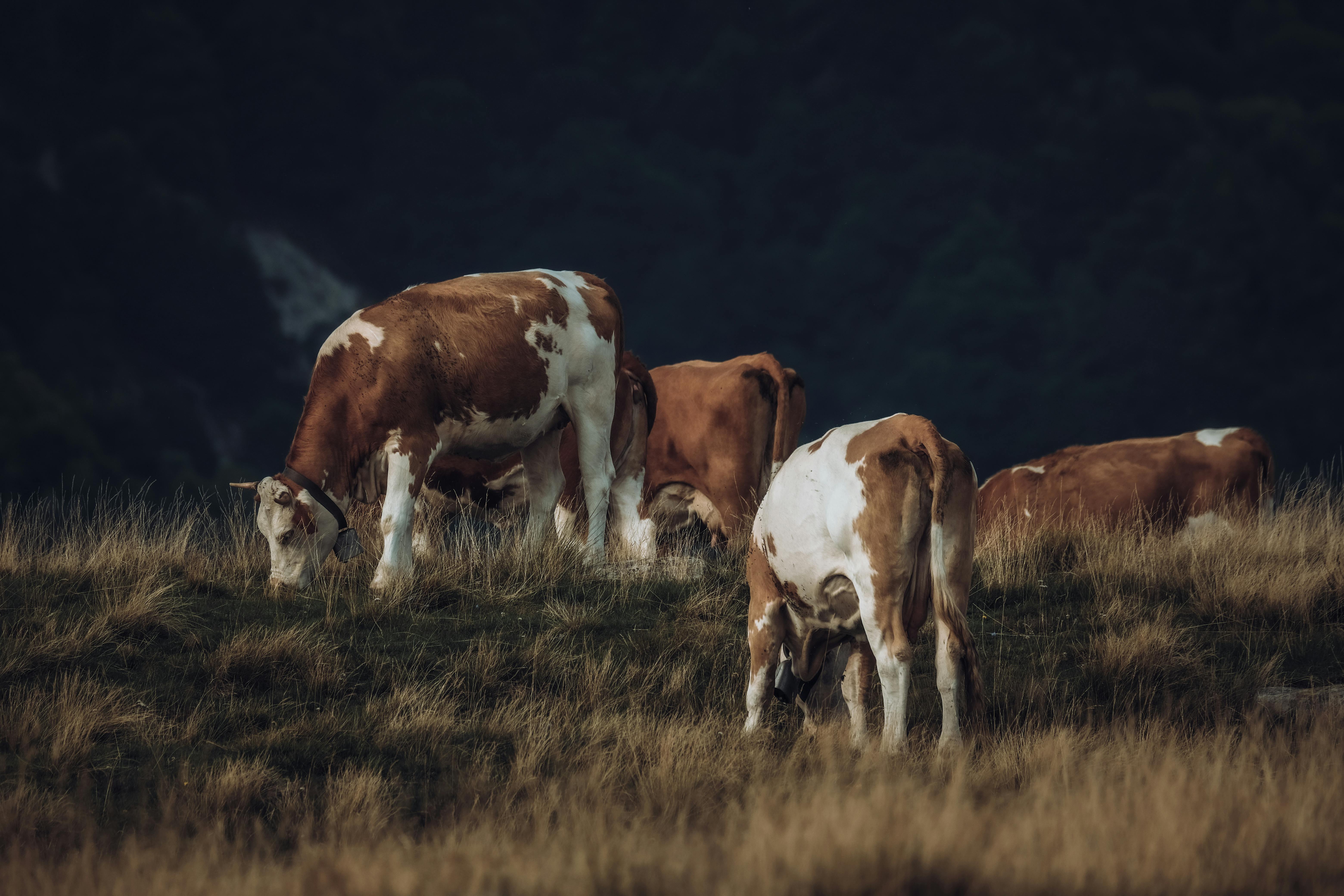 Herd of Cattles in Grass Field · Free Stock Photo