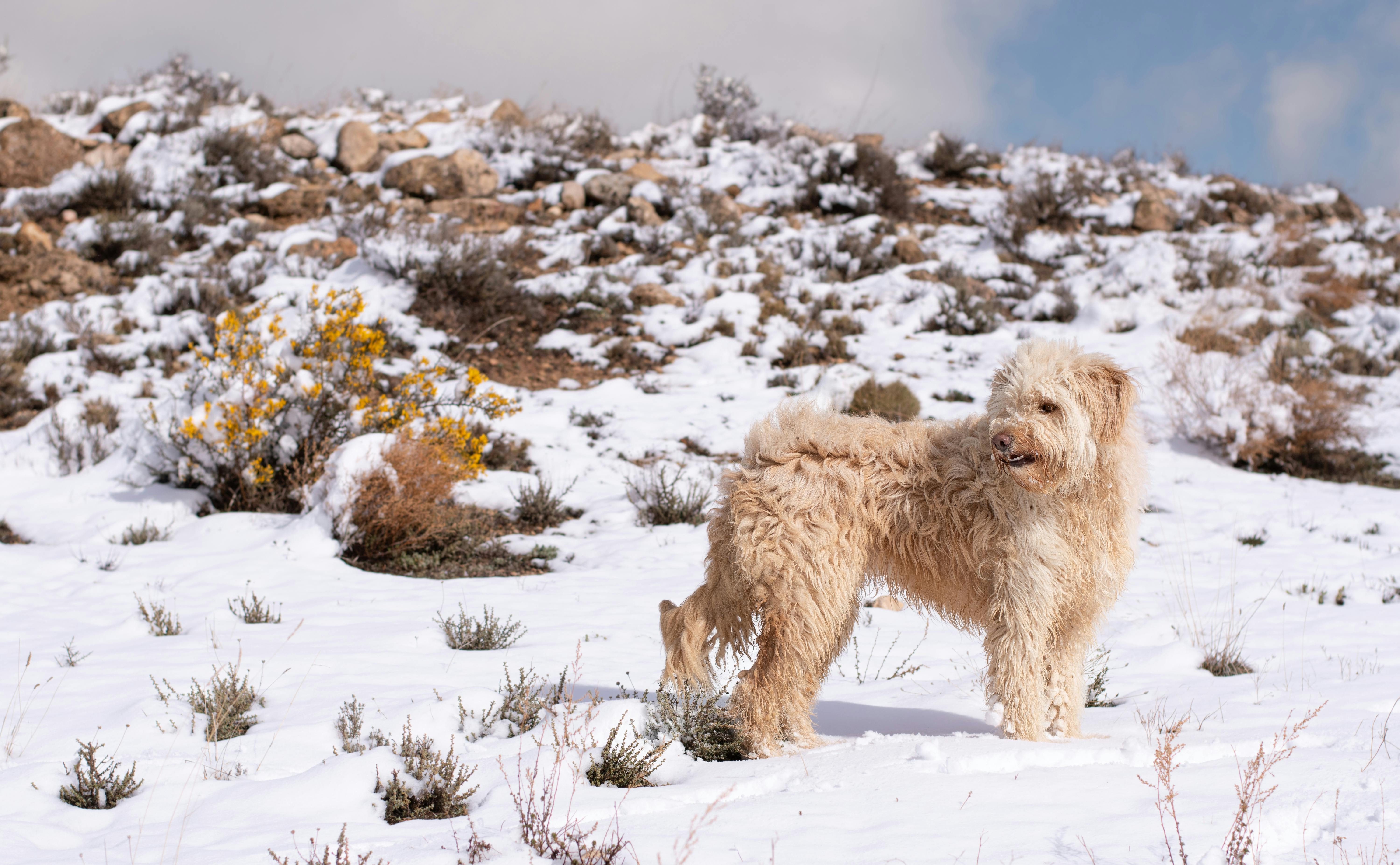 Labradoodle Dog on Snow · Free Stock Photo
