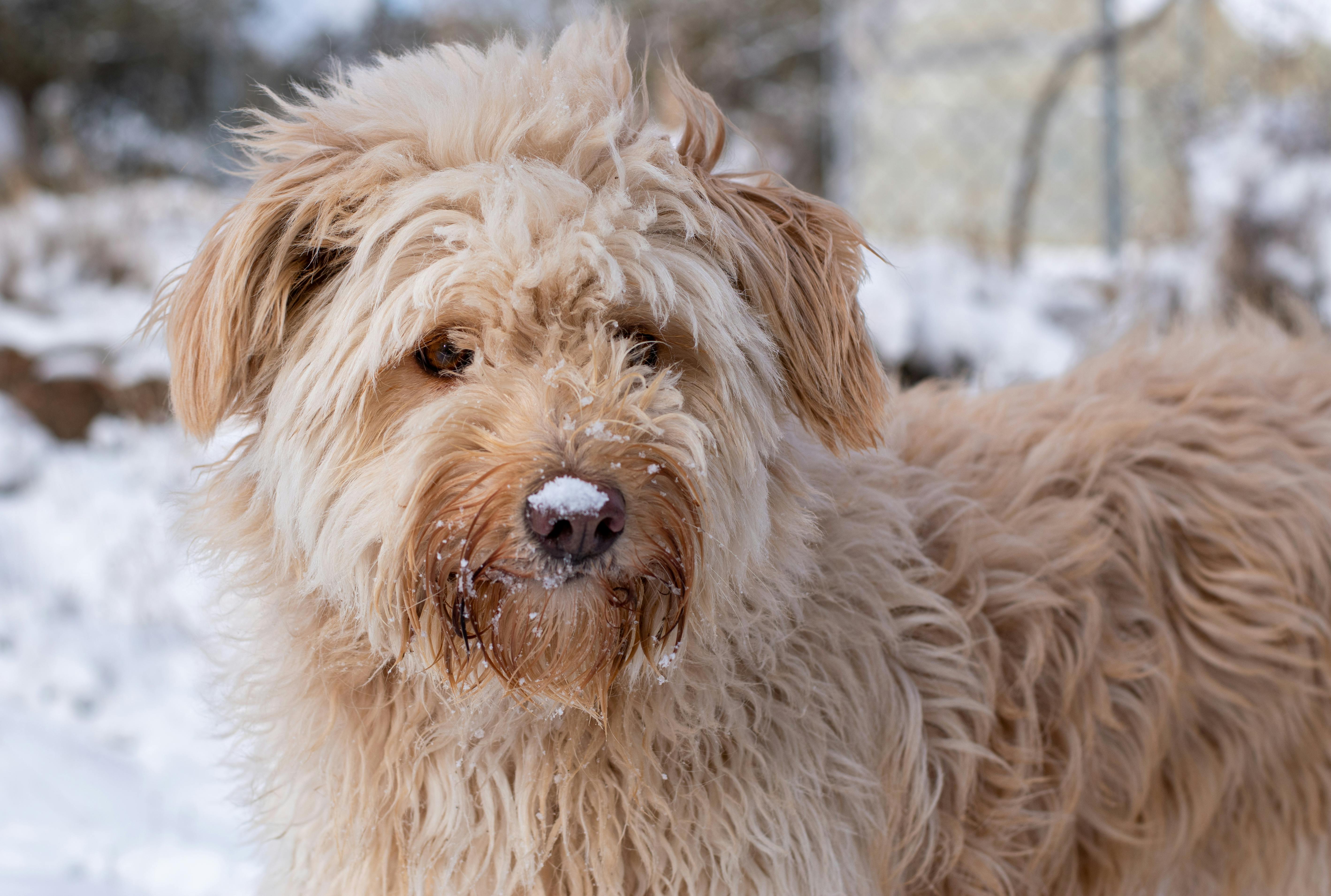 Shaggy Blond Dog with Snow on the Nose · Free Stock Photo