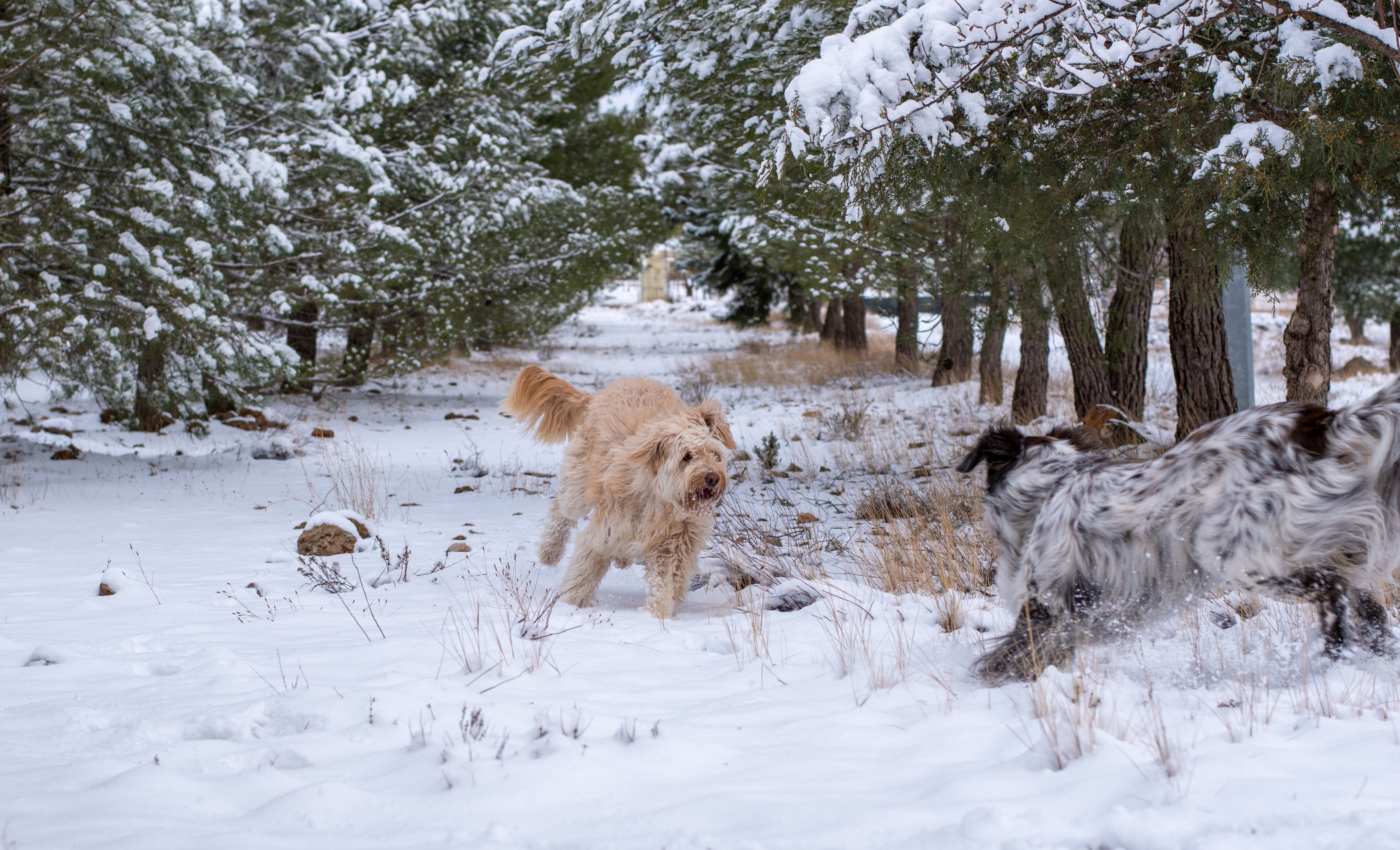 Perro En La Nieve · Foto de stock gratuita