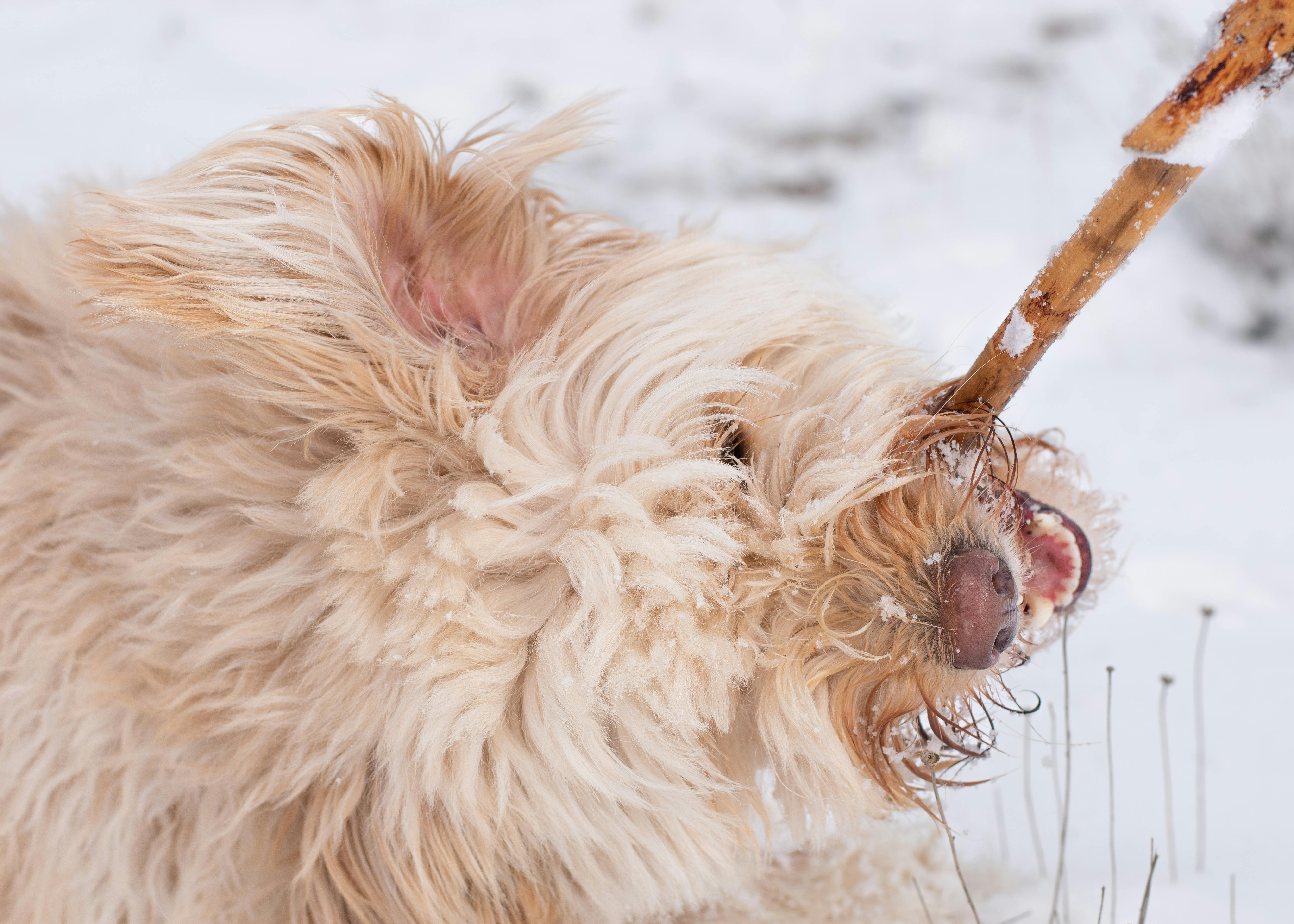 Shaggy Blond Dog Biting a Stick · Free Stock Photo