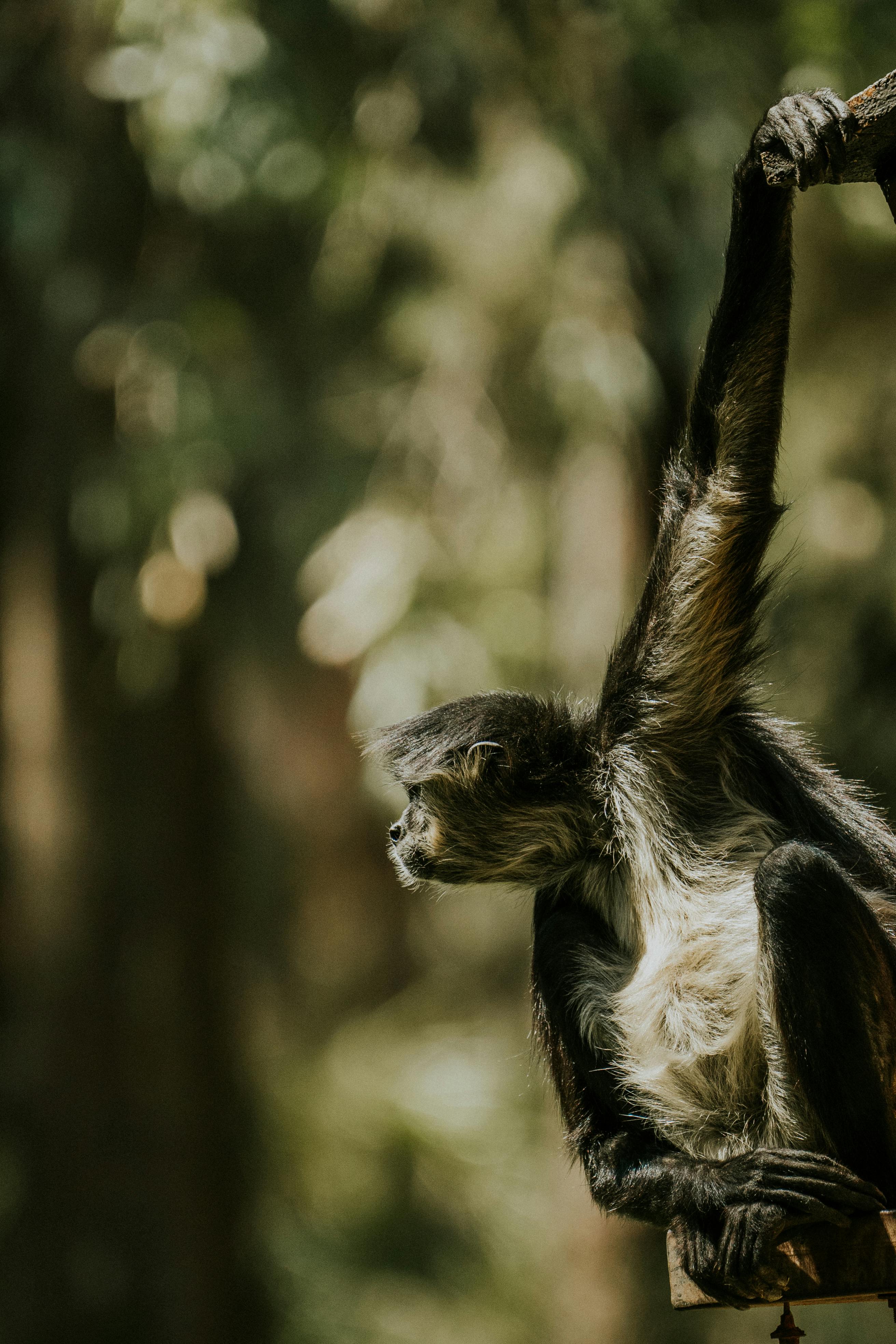 Monkey Arms Photos, Download The BEST Free Monkey Arms Stock Photos ...