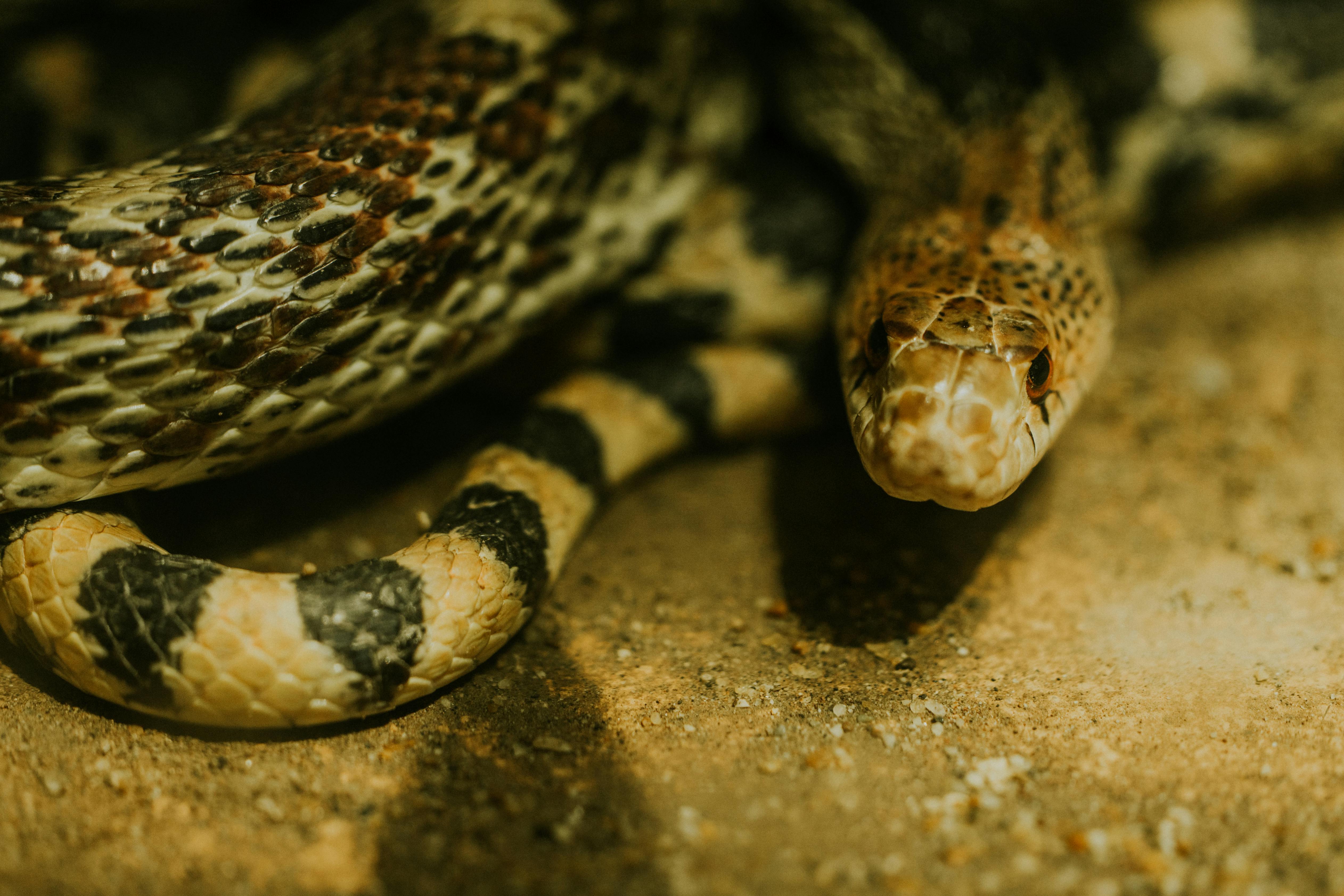 268+ Fotos y Imágenes de Secuencia de comandos de python Gratis · Banco ...