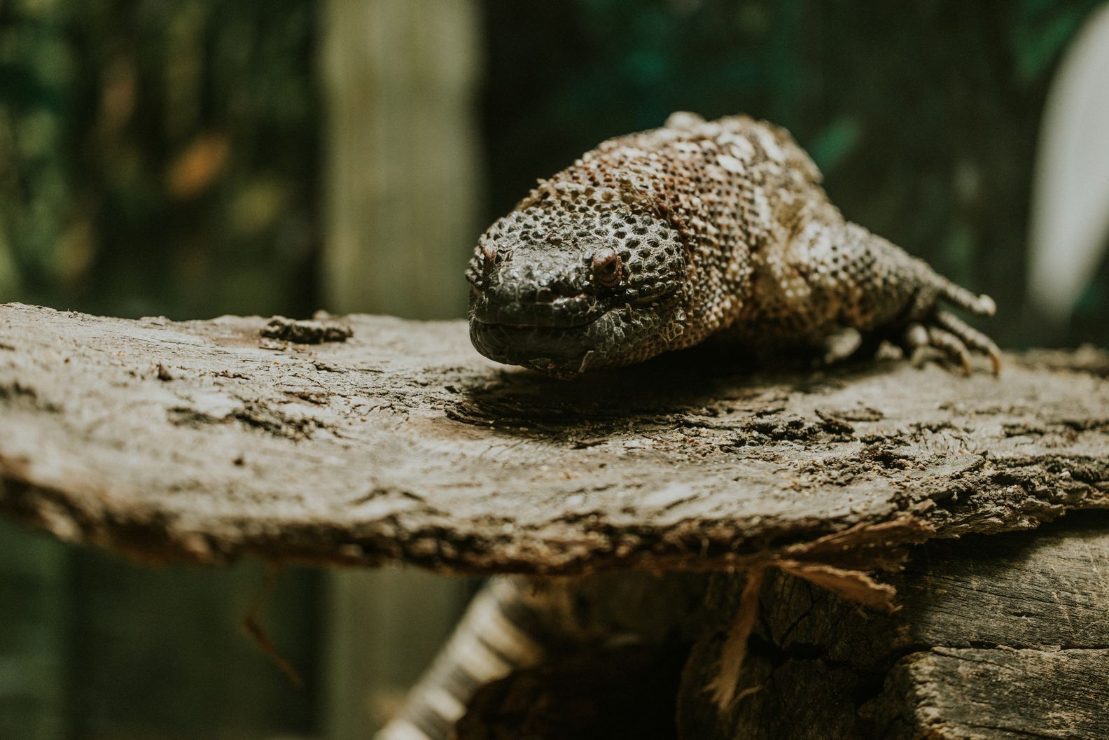List of Most Venomous Snakes by Continent and Region