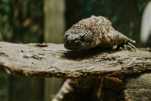List of Most Venomous Snakes by Continent and Region
