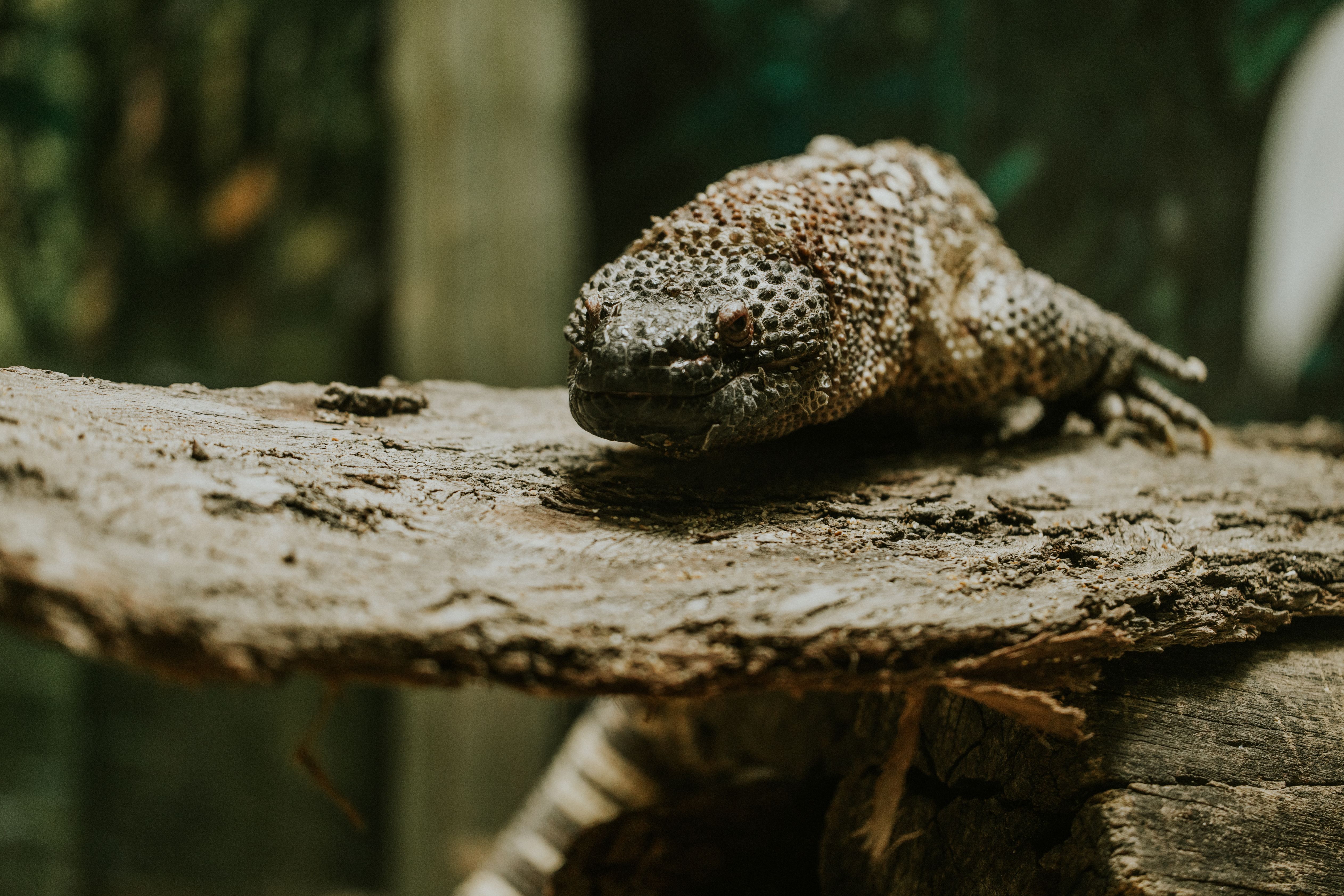 Venomous Beaded Lizard in the Zoo Enclosure · Free Stock Photo