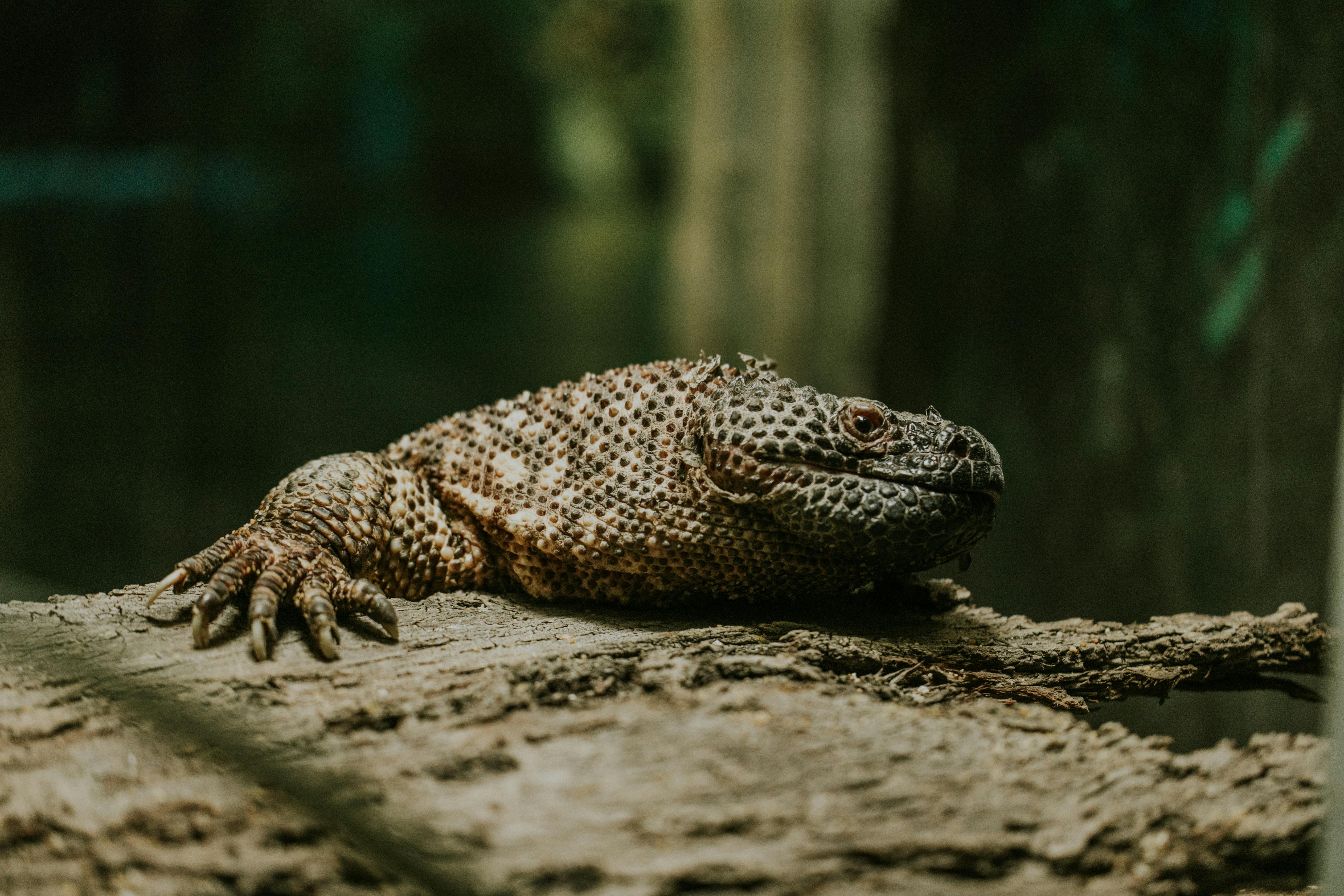Guatemalan Beaded Lizard · Free Stock Photo