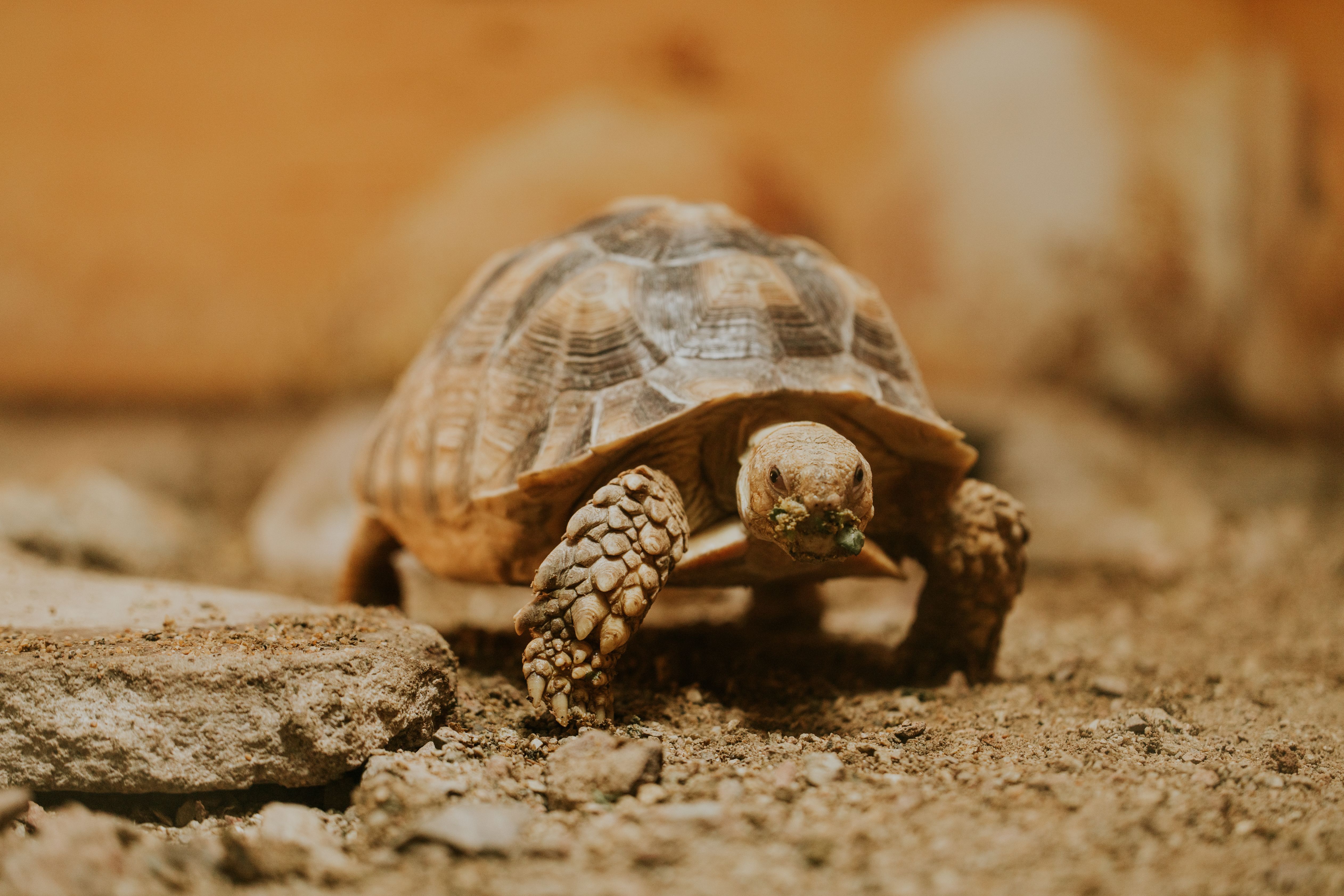 Close-up of a Tortoise Walking in the Terrarium · Free Stock Photo