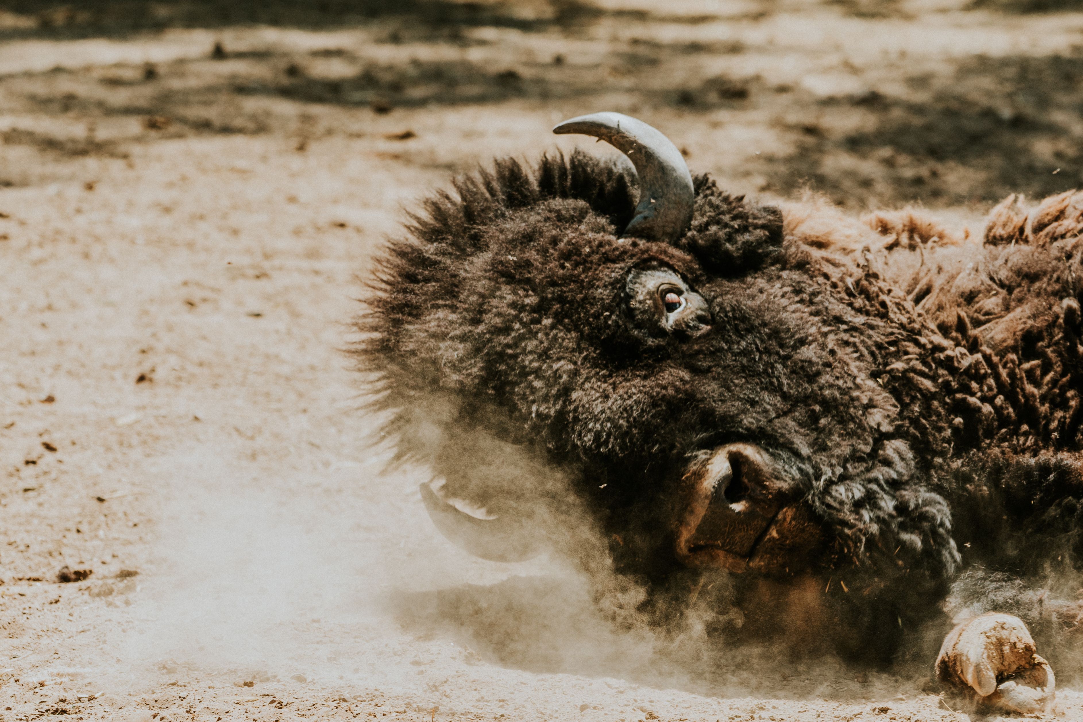 Head of Bison on Sand · Free Stock Photo