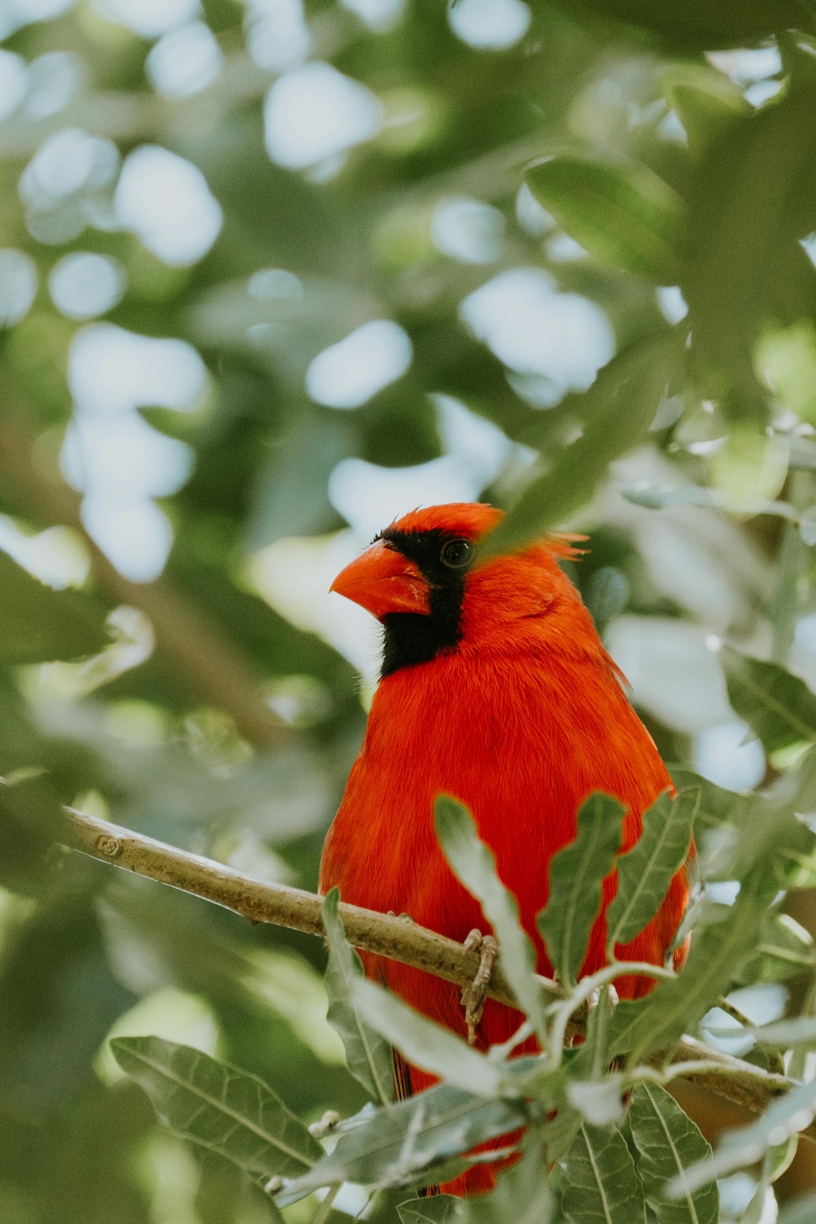 Red Cardinal Bird on Tree Branch · Free Stock Photo