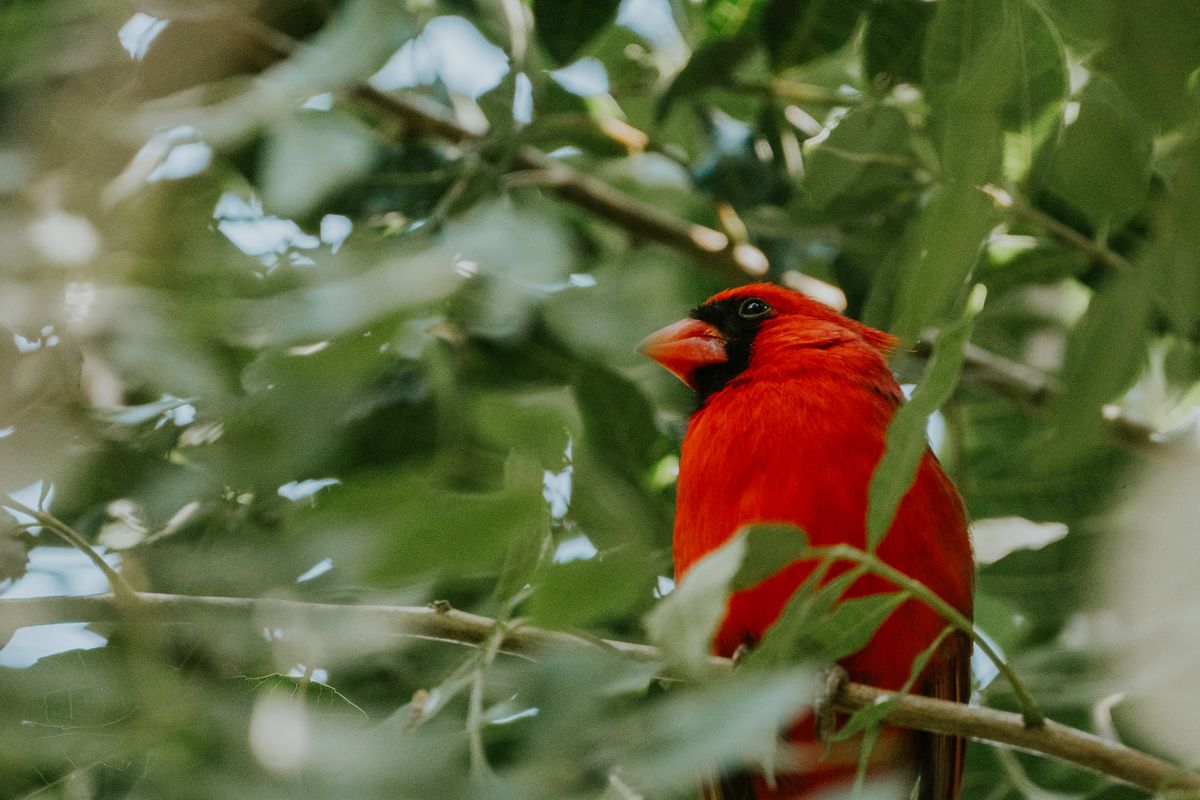 Cardinal Bird Photos, Download The BEST Free Cardinal Bird Stock Photos ...
