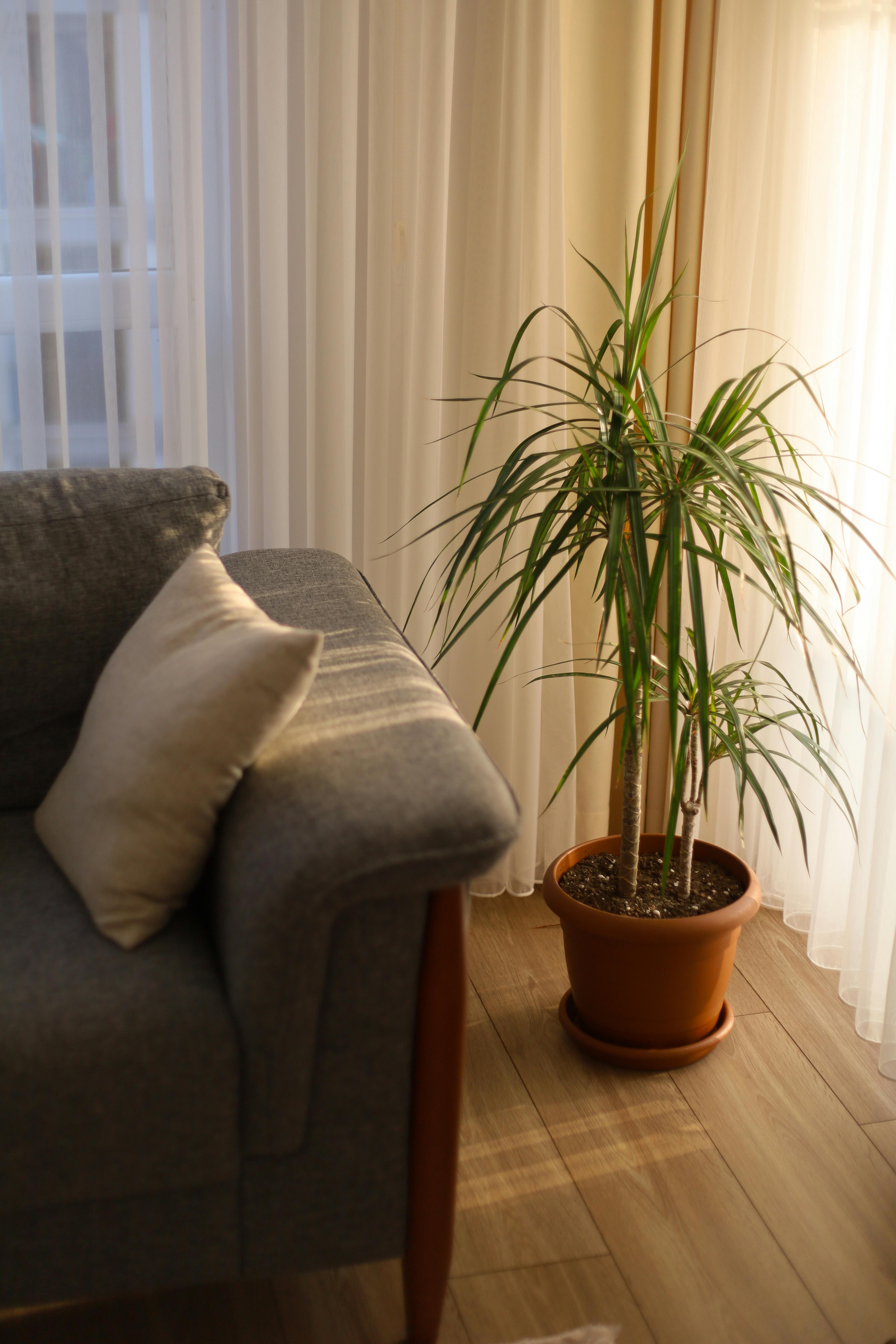Plant behind Sofa · Free Stock Photo