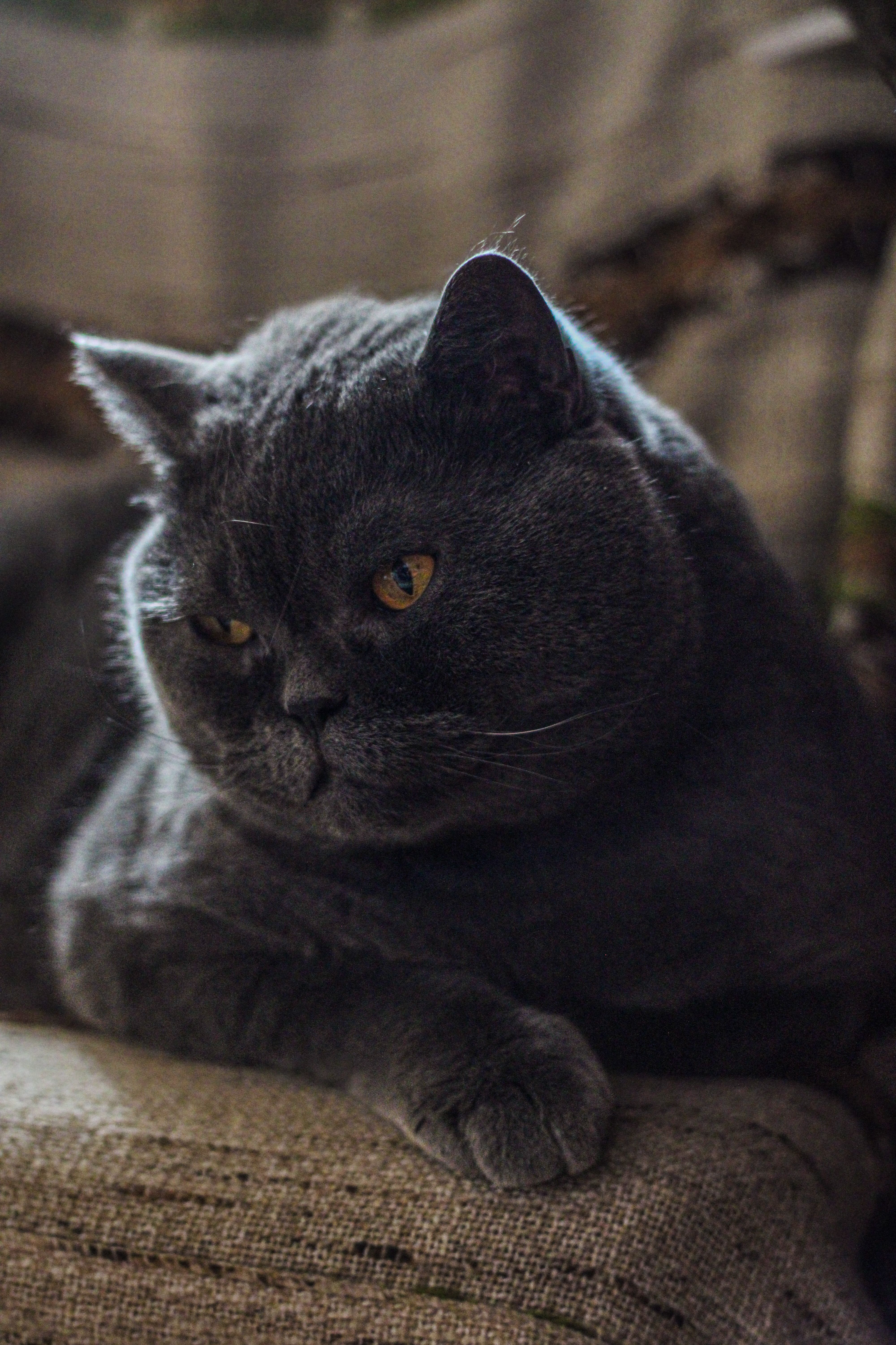 Gray Cat Lying Down · Free Stock Photo