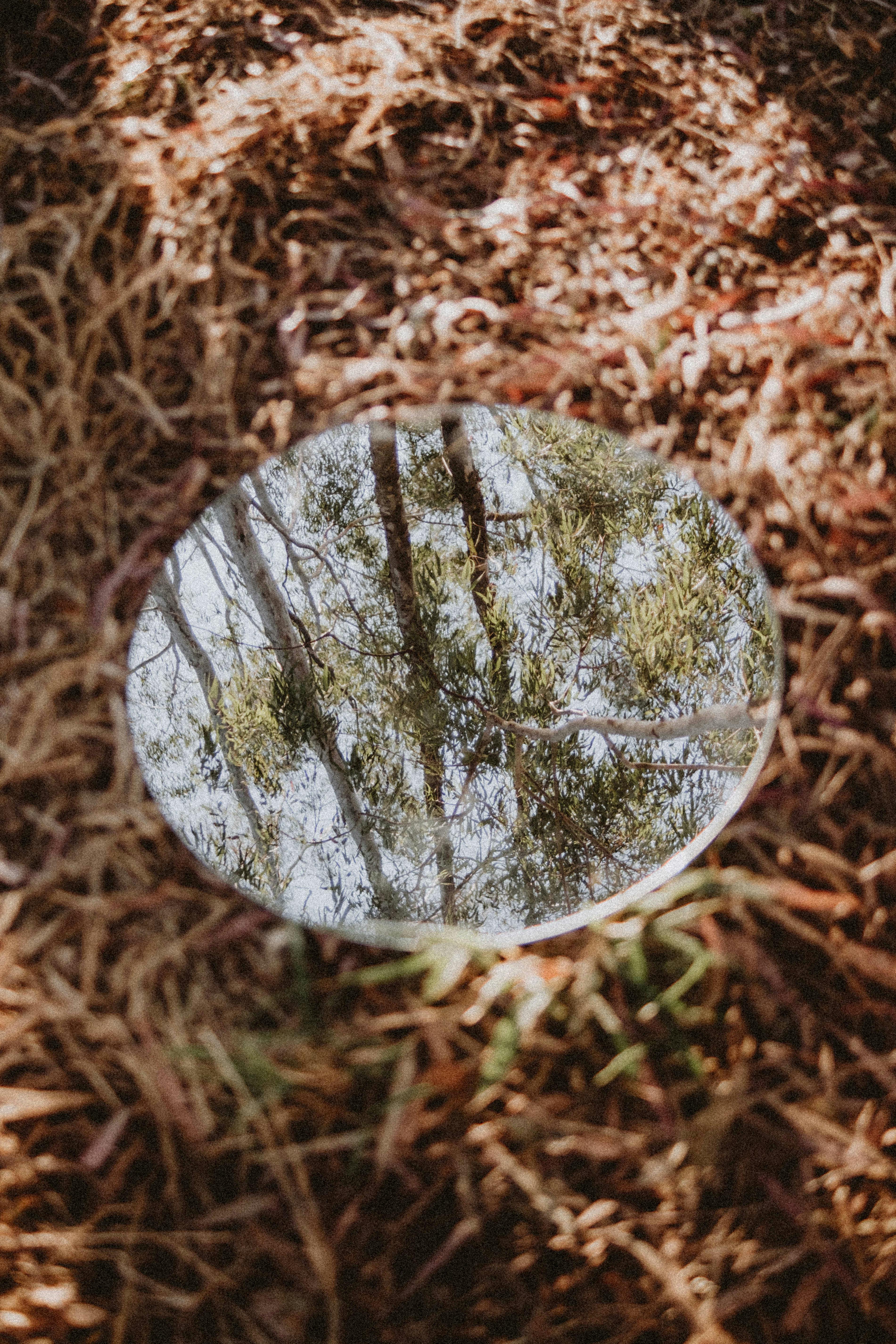 Reflection of Trees in Forest on Mirror · Free Stock Photo