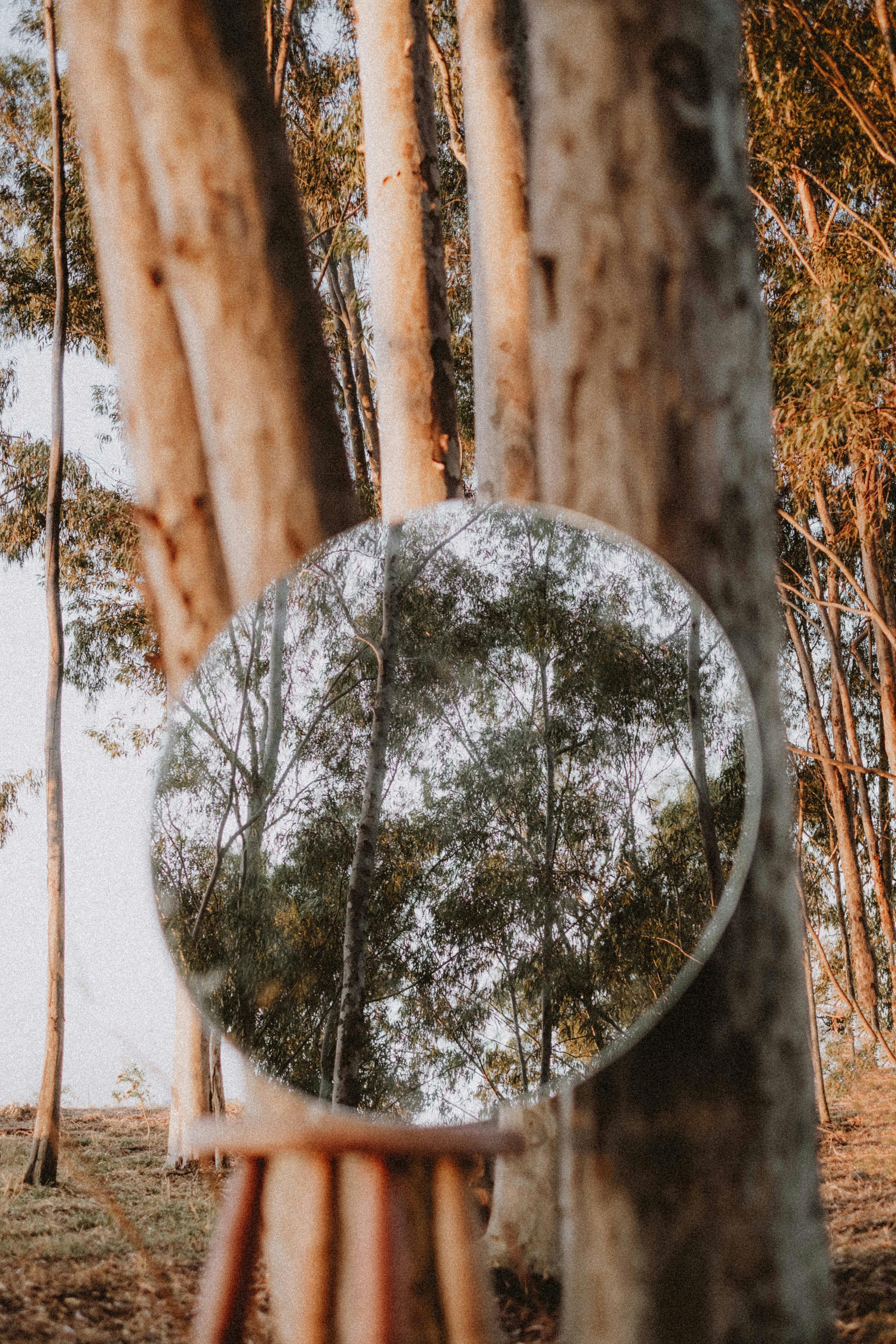 Forest Mirrors Photos, Download The BEST Free Forest Mirrors Stock ...