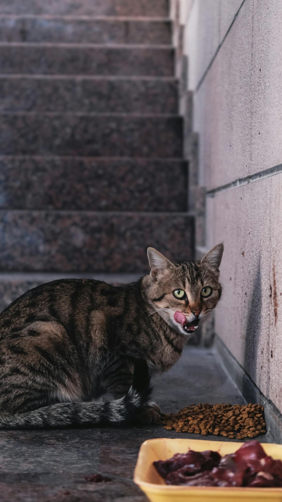 Cat Eating Photos, Download The BEST Free Cat Eating Stock Photos & HD ...