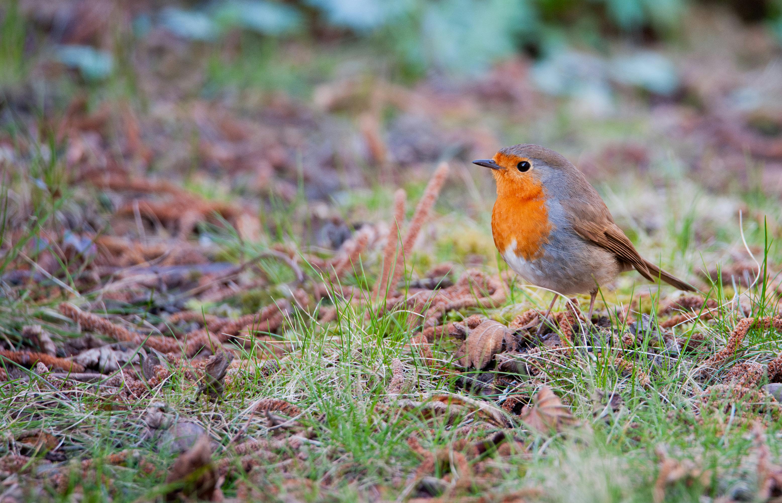 Standing Tit on Grass · Free Stock Photo