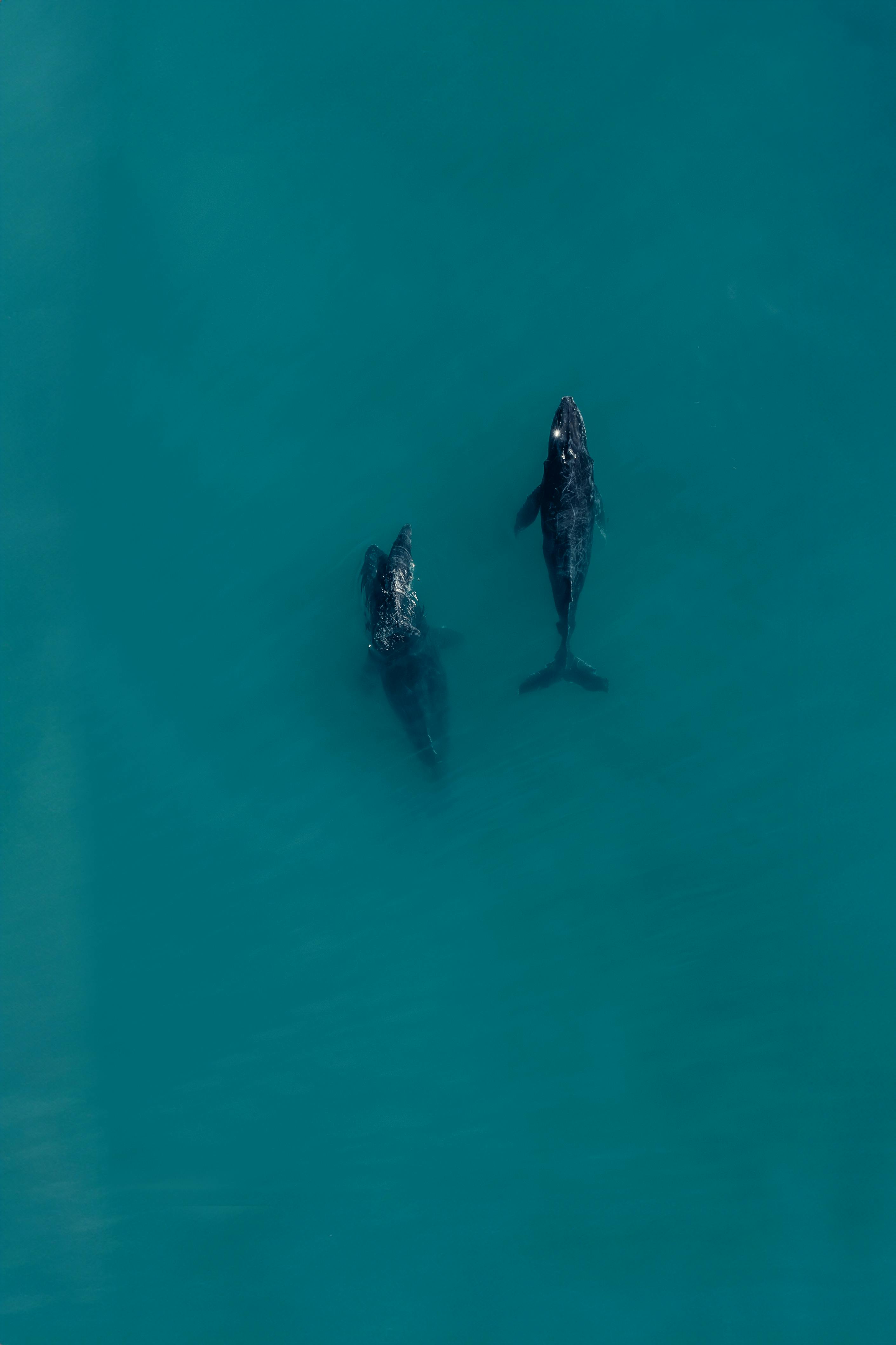 Whales in Sea · Free Stock Photo
