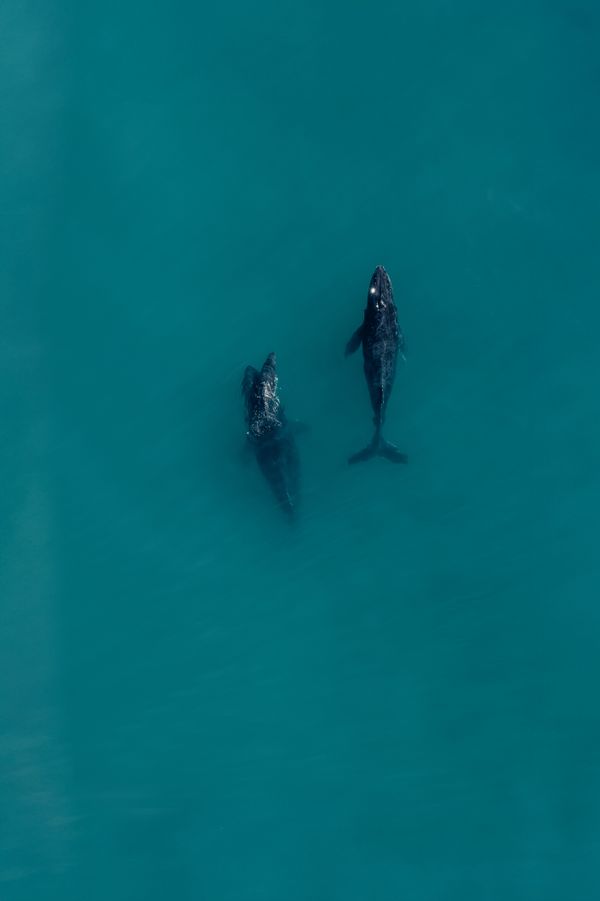 Whales Animation Photos, Download The BEST Free Whales Animation Stock ...