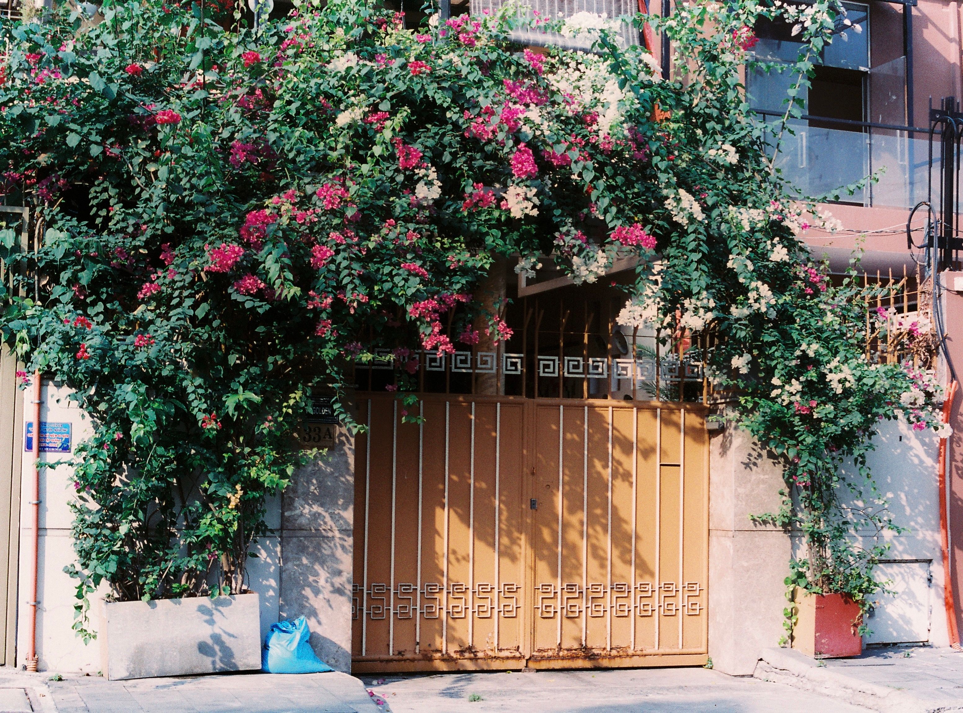 Pink and White Flowering Bushes Growing over a Gate · Free Stock Photo