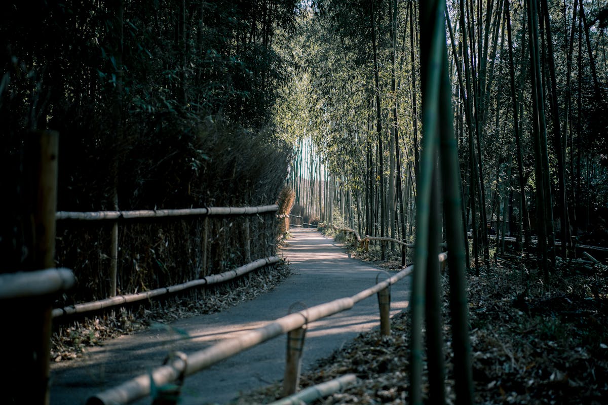 Bamboo Photos, Download The BEST Free Bamboo Stock Photos & HD Images
