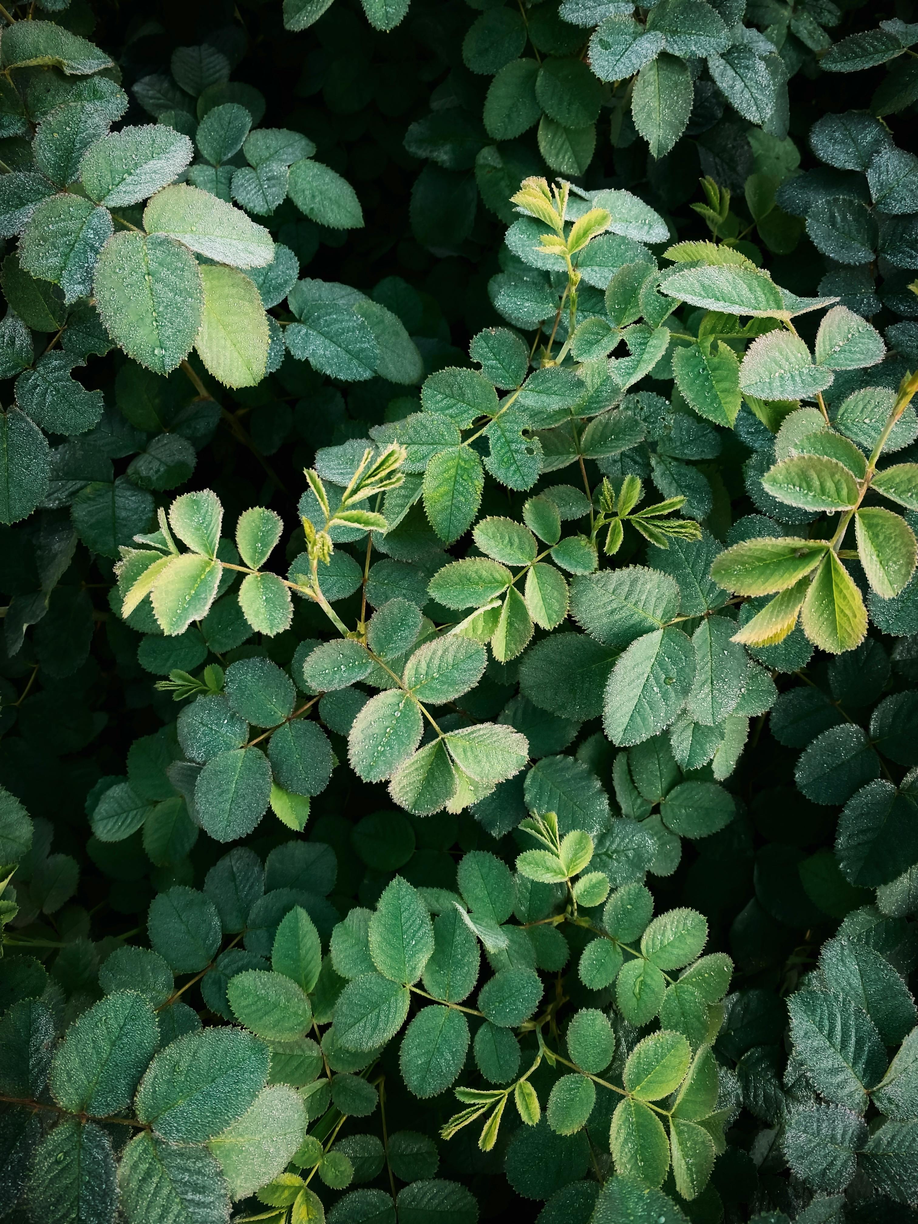 Green Leafy Plants · Free Stock Photo