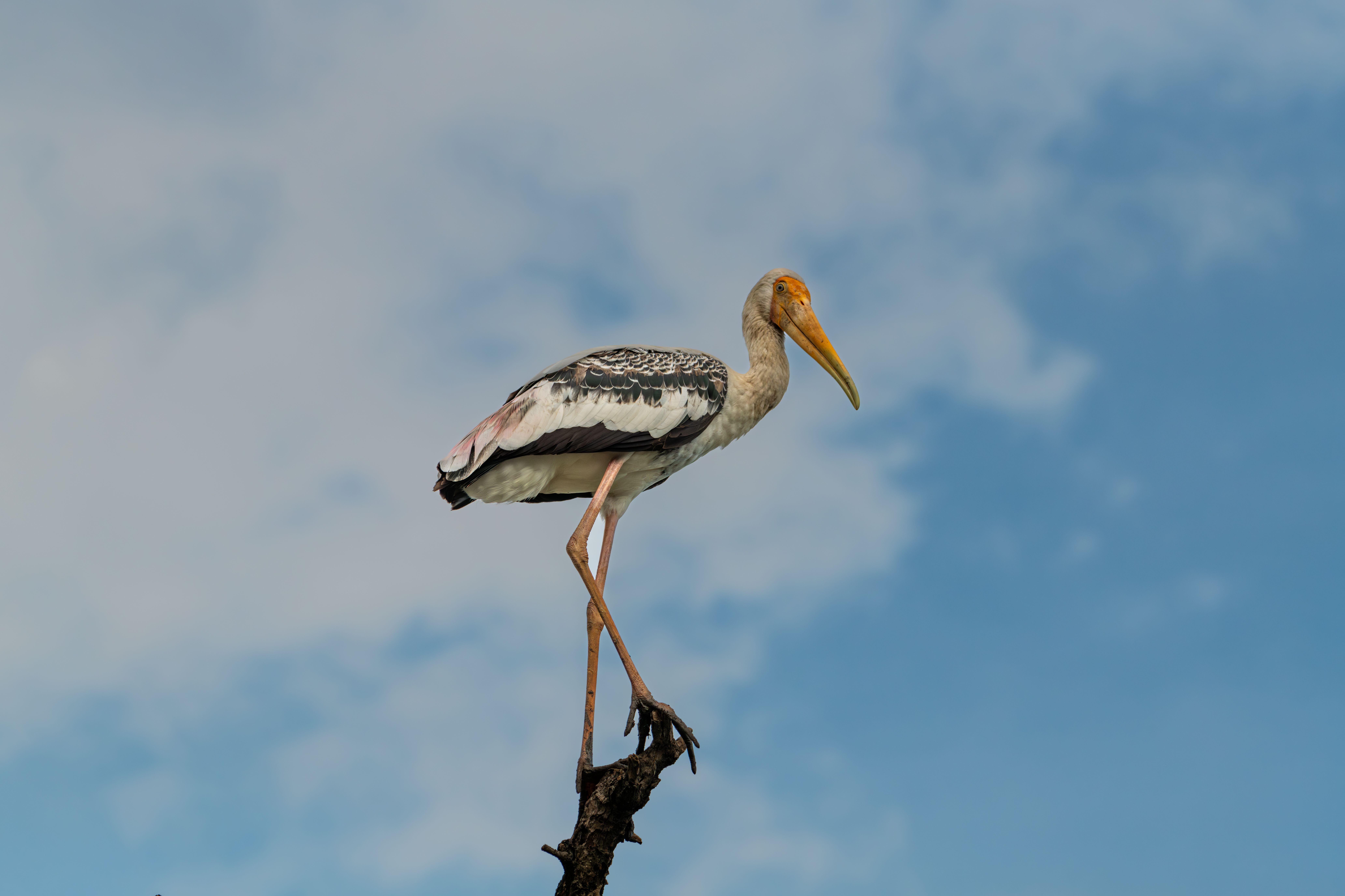 Portrait of a Painted Stork Standing on Top of a Branch · Free Stock Photo