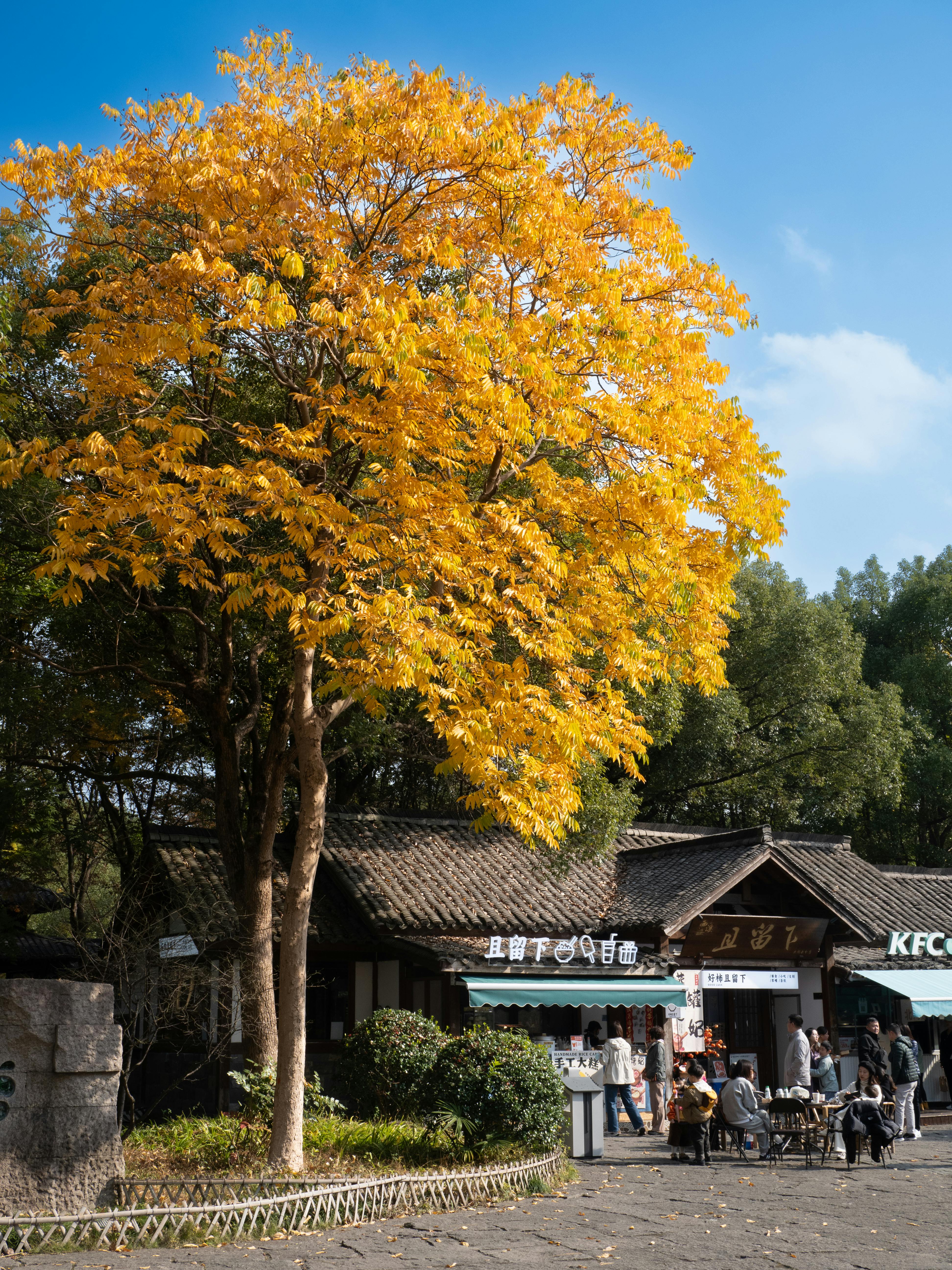 Yellow Tree near KFC Fast Food Restaurant in Forest · Free Stock Photo