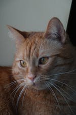 Ginger Cat Photos, Download The BEST Free Ginger Cat Stock Photos & HD ...