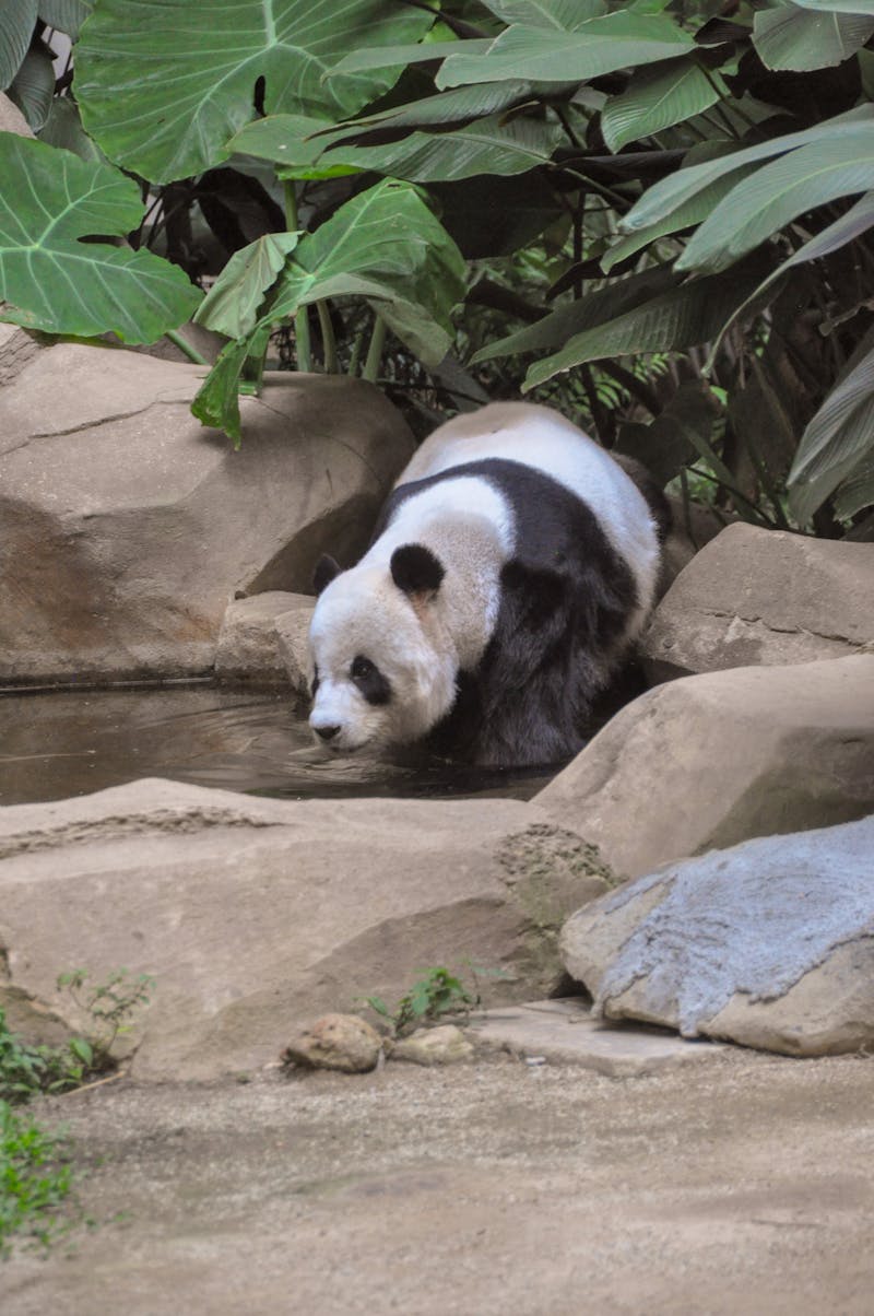 Giant Panda Photos, Download The BEST Free Giant Panda Stock Photos ...