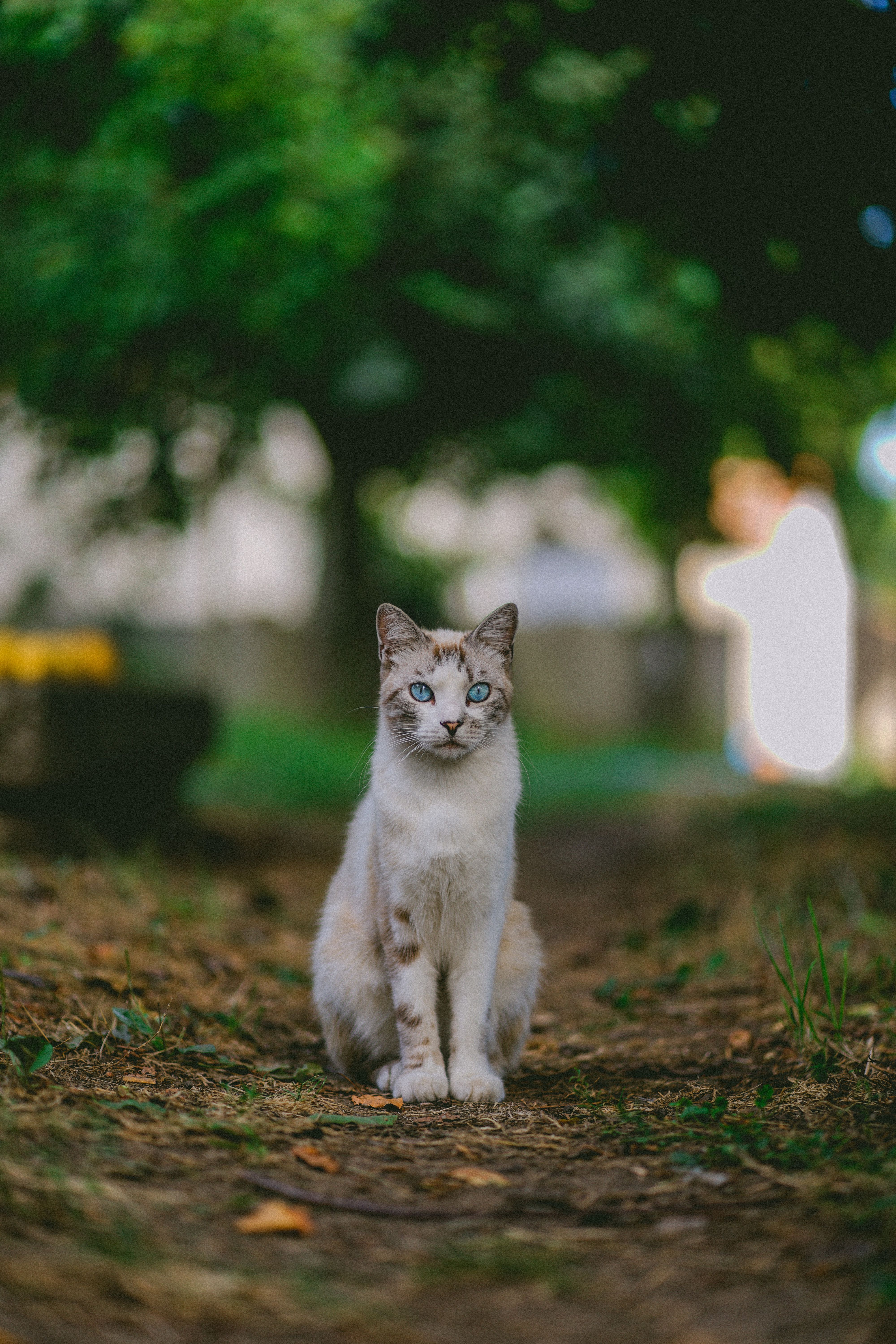 Selective Focus Photography Of Grey Cat · Free Stock Photo
