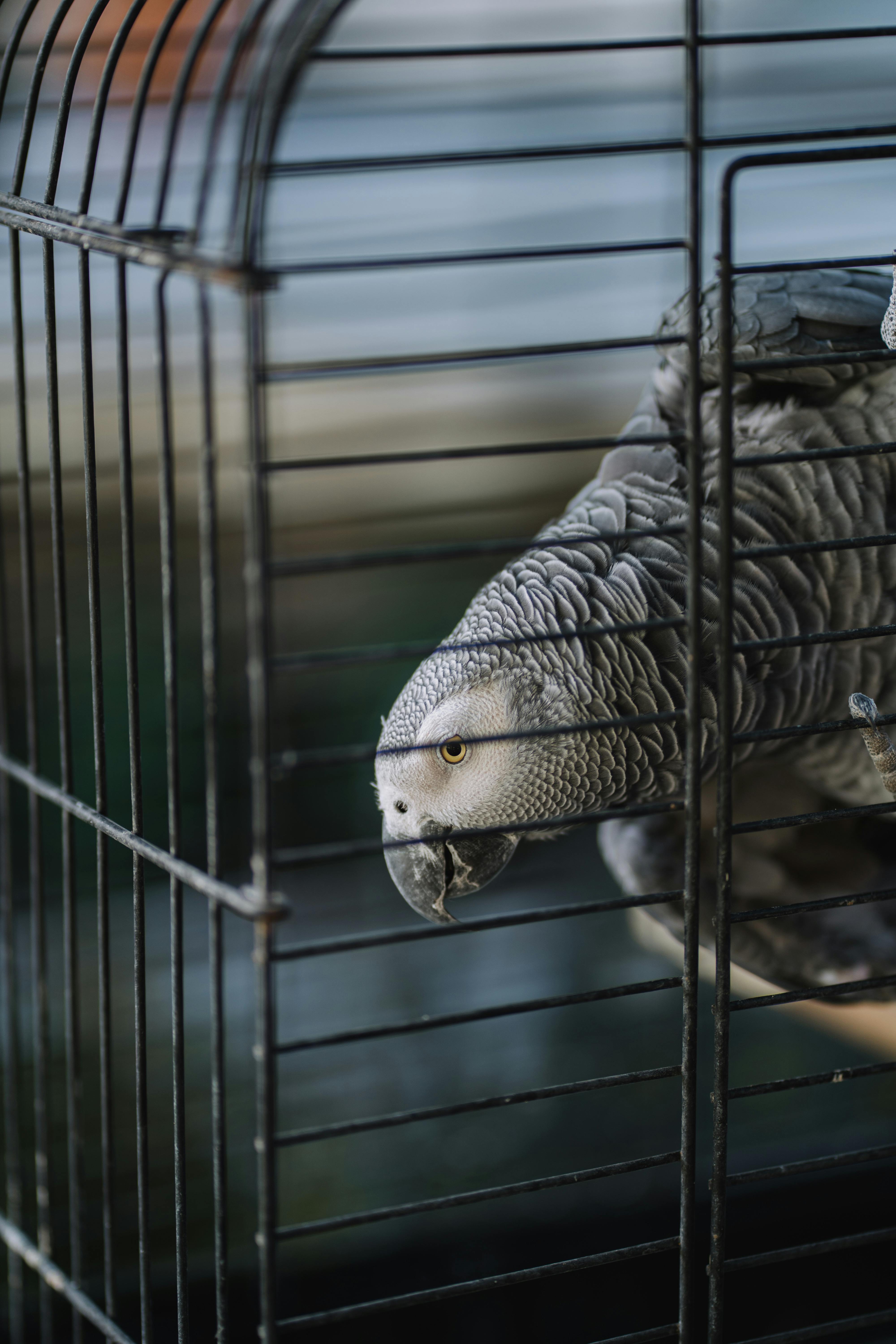 A grey parrot is inside a cage · Free Stock Photo