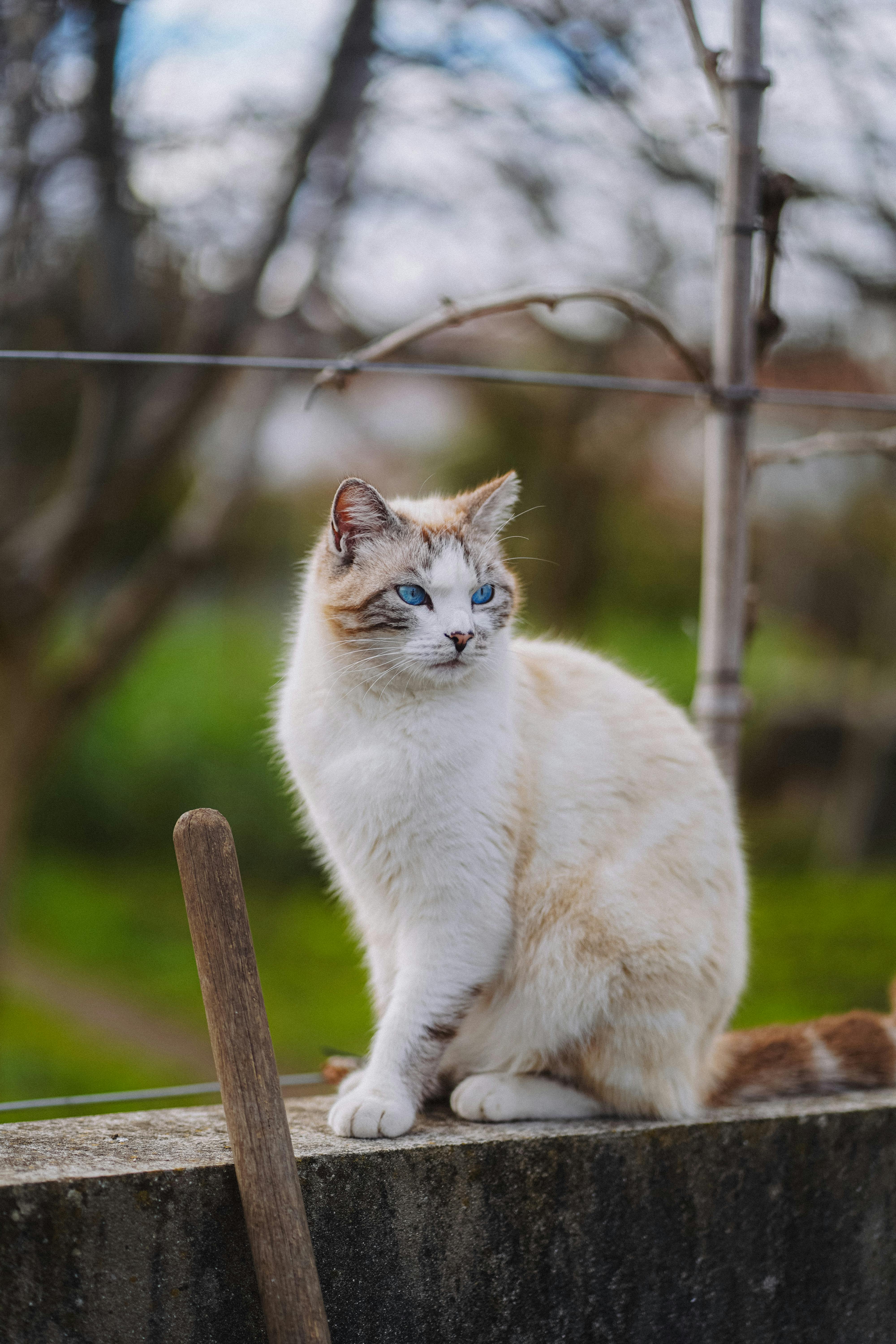 Downy Cat in Countryside · Free Stock Photo