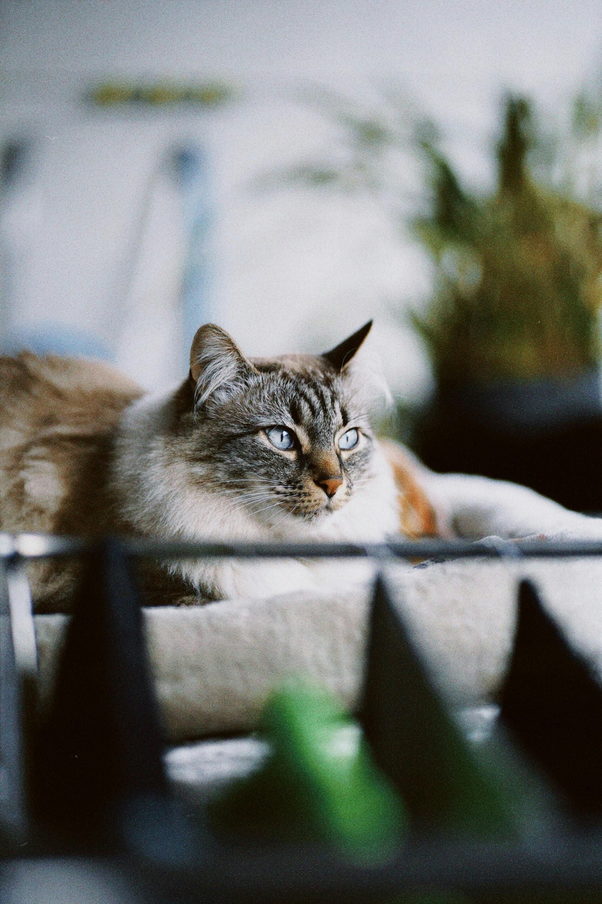 Cute Downy Cat · Free Stock Photo