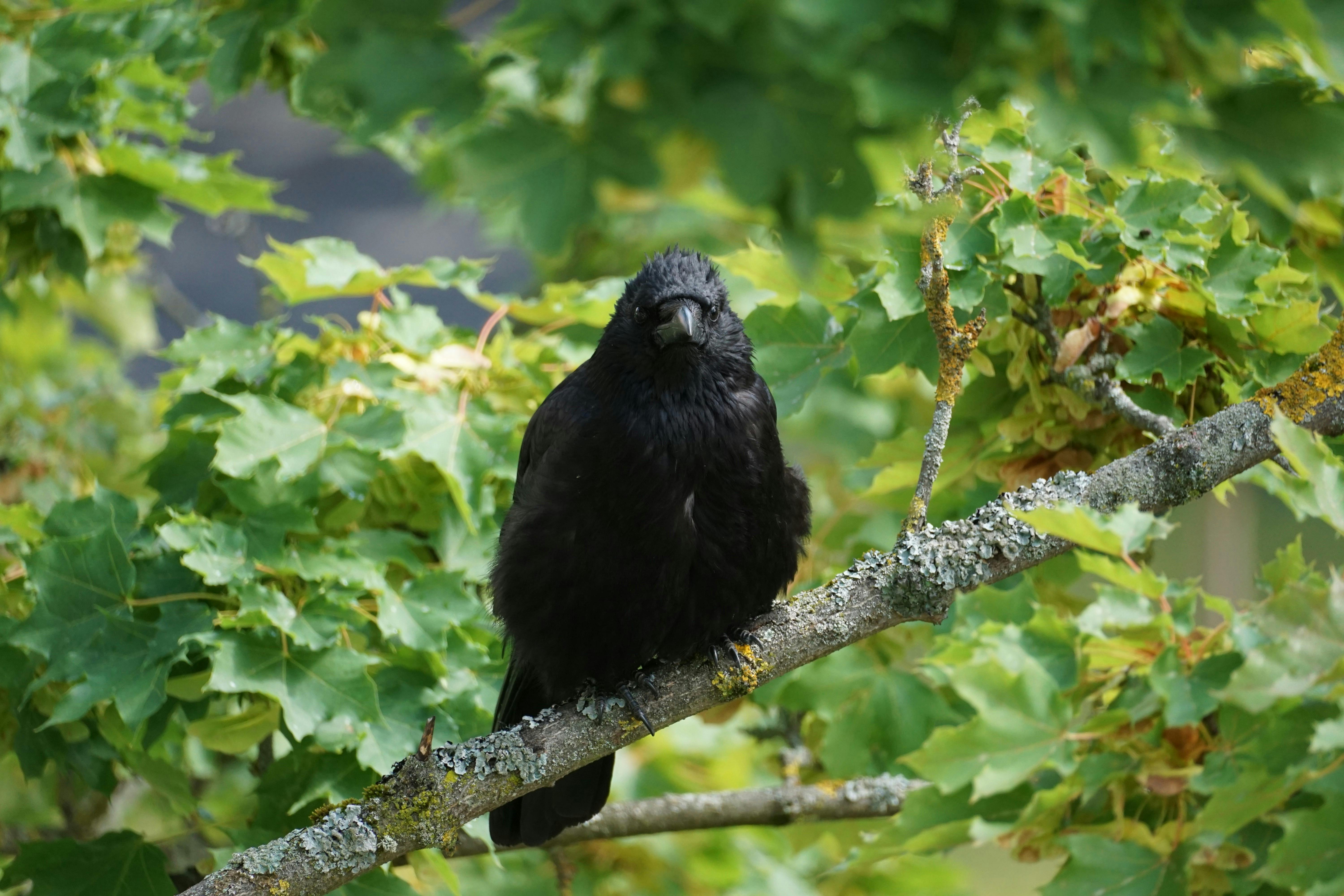 Crow Nest Photos, Download The BEST Free Crow Nest Stock Photos & HD Images