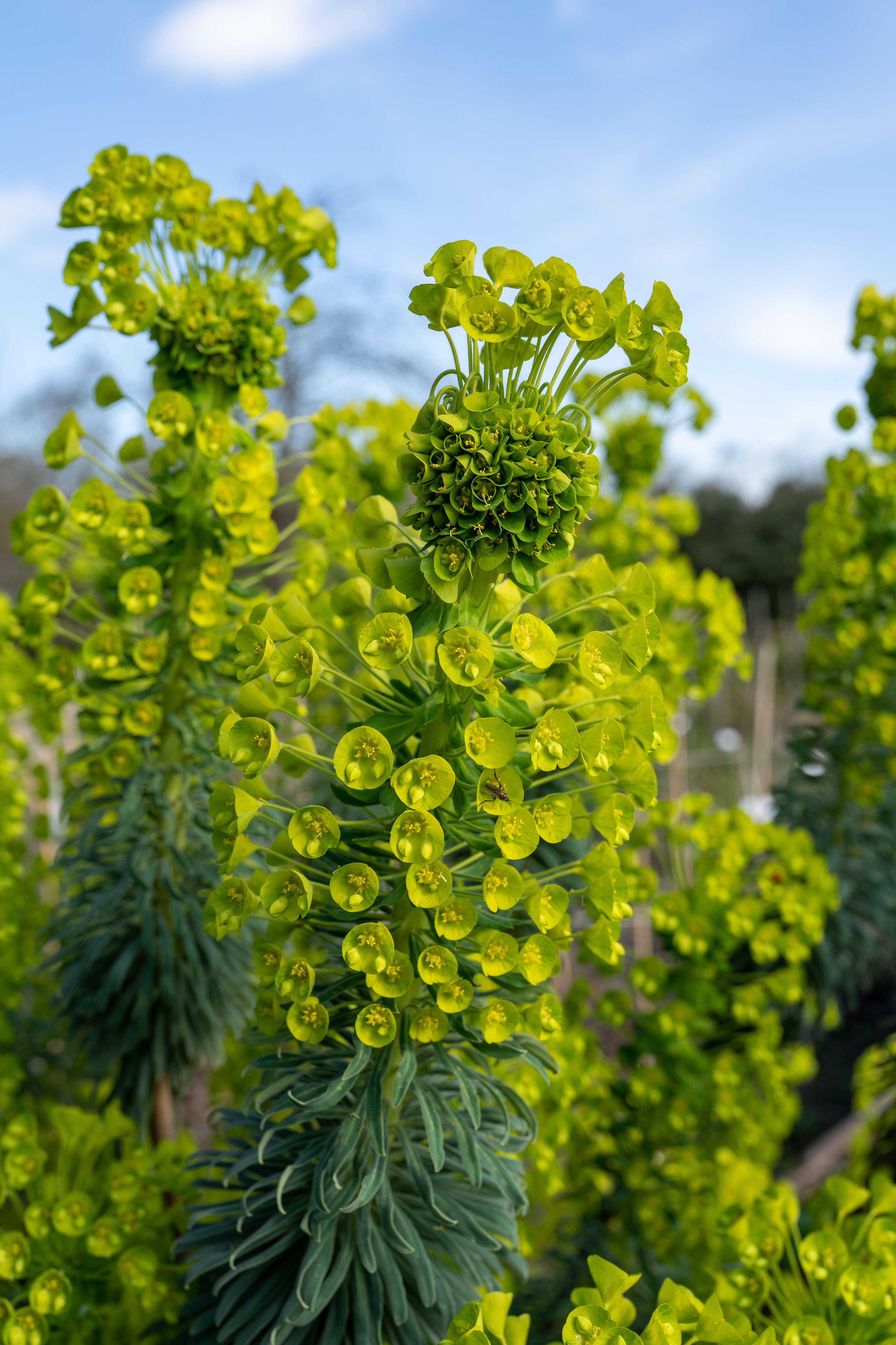 Green Leaves and Flowers of Plant · Free Stock Photo
