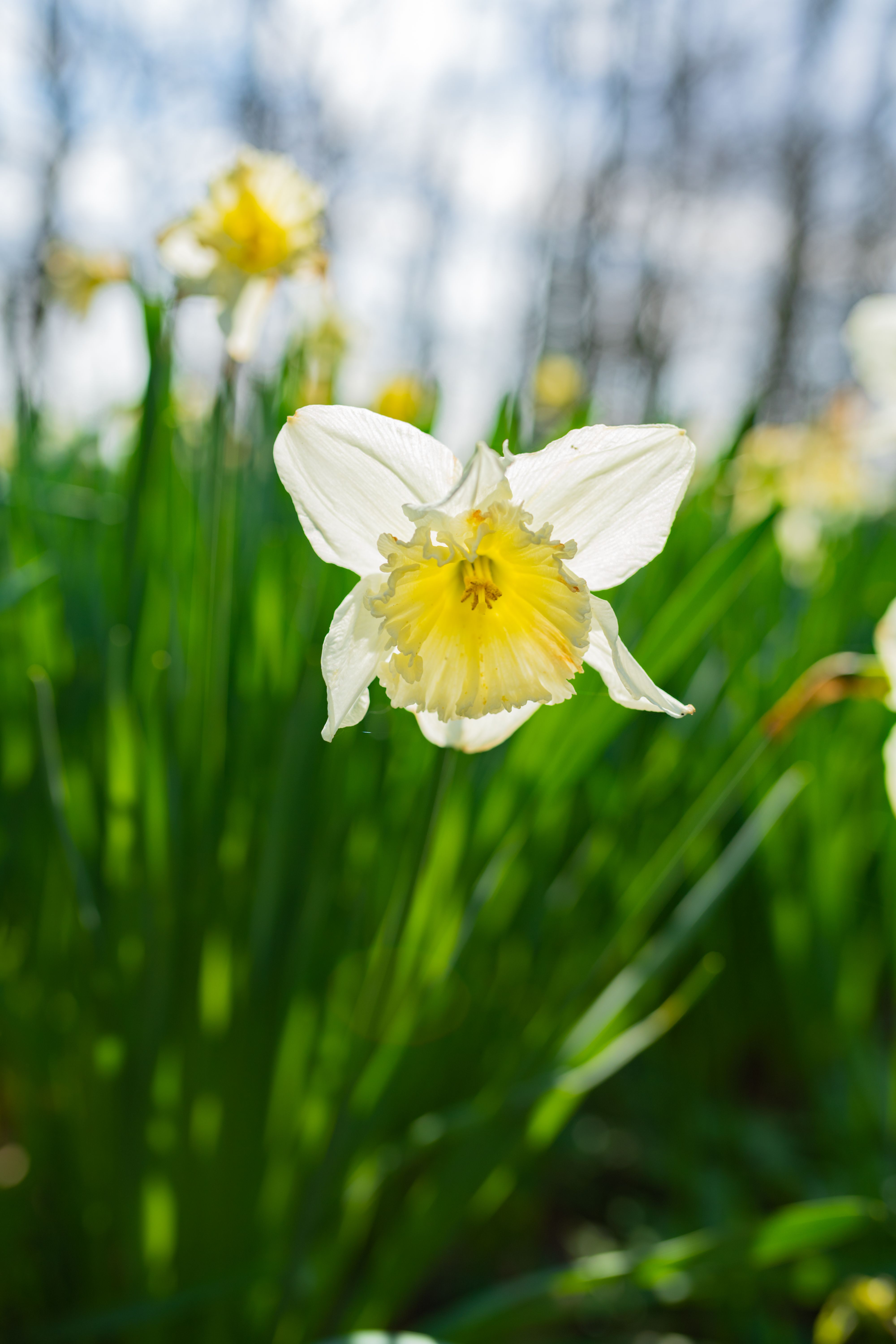 White Daffodil Flower · Free Stock Photo