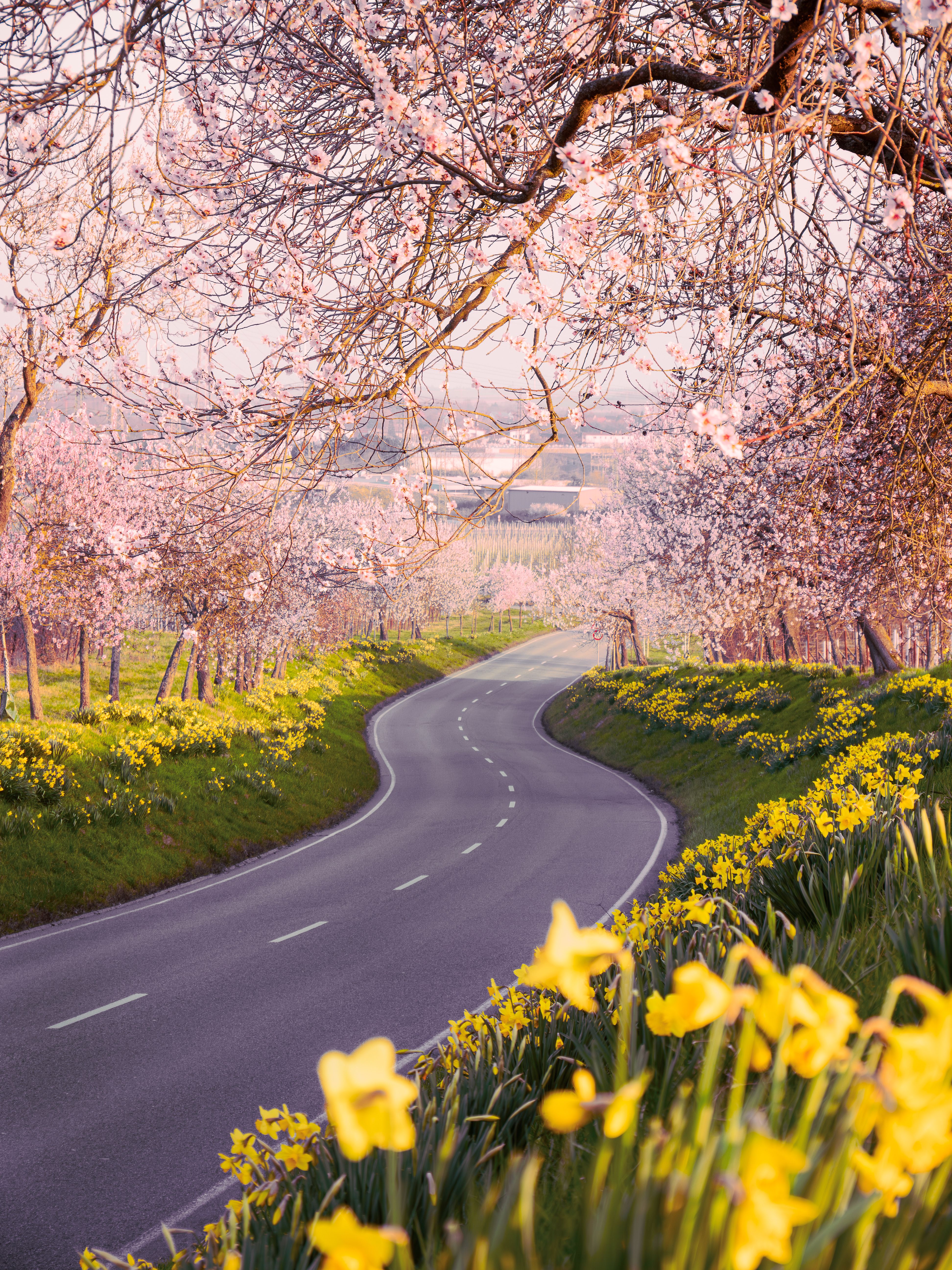 Roads Trees And Flowers HelloDecor Polyster 7x5ft Photography