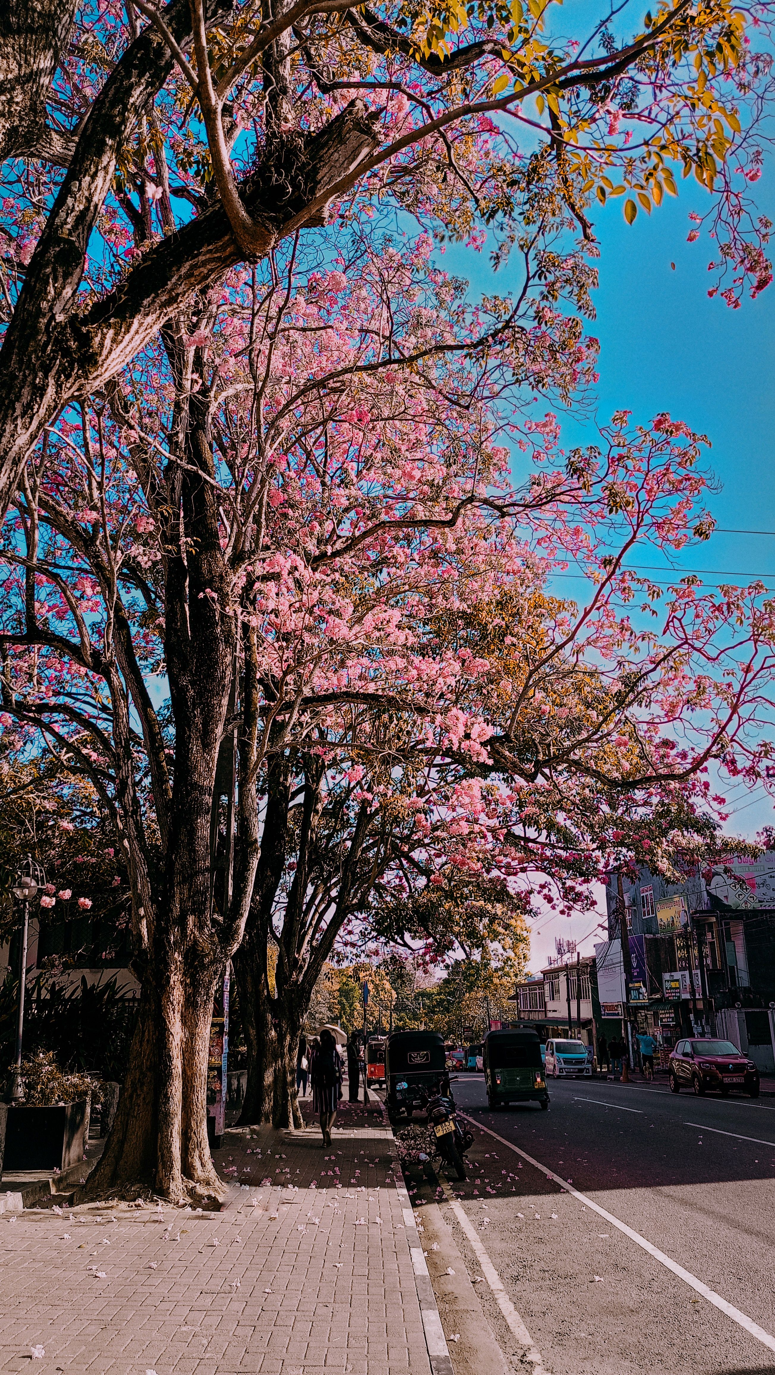 A street with trees and flowers in bloom · Free Stock Photo
