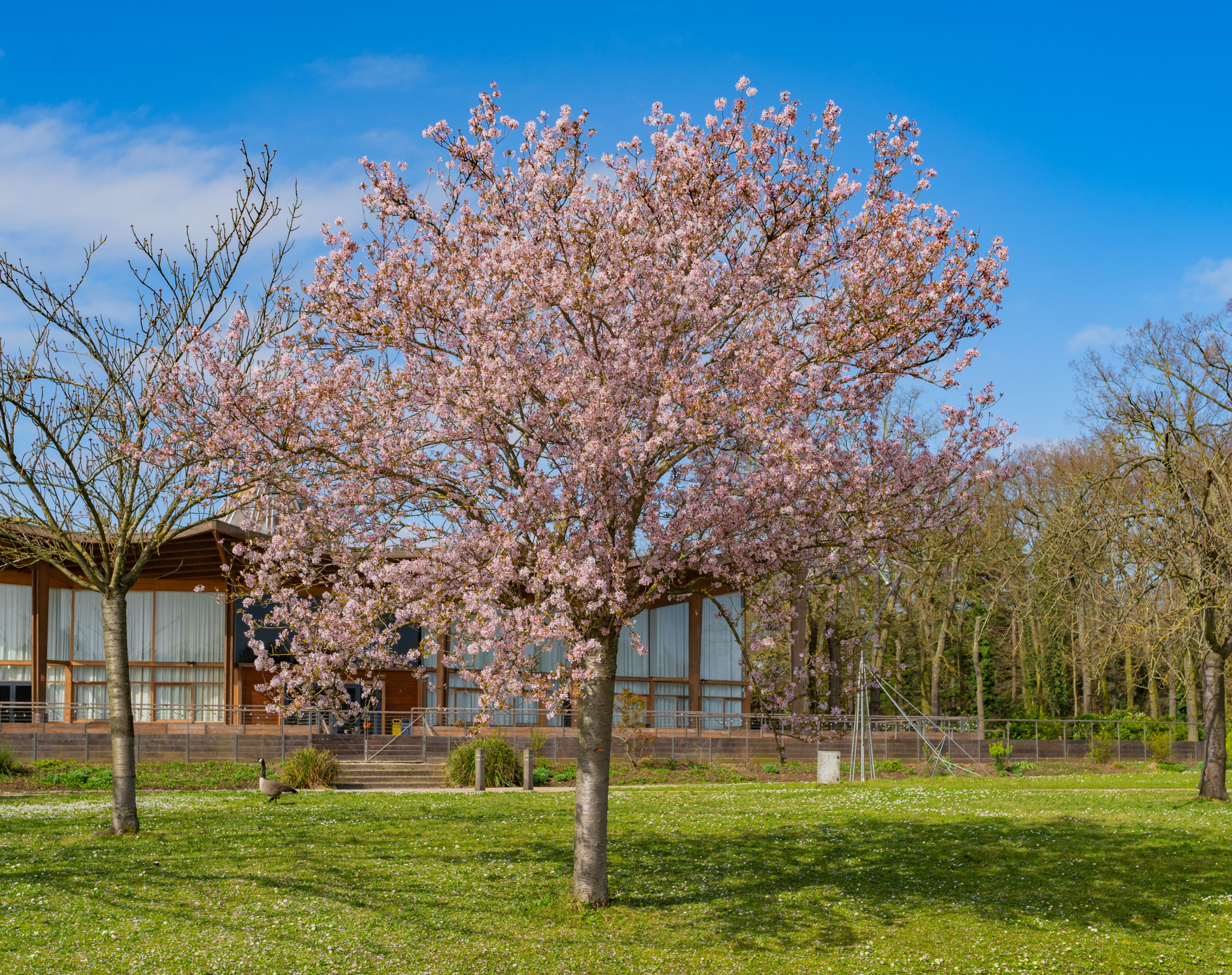 A Tree in a Garden · Free Stock Photo